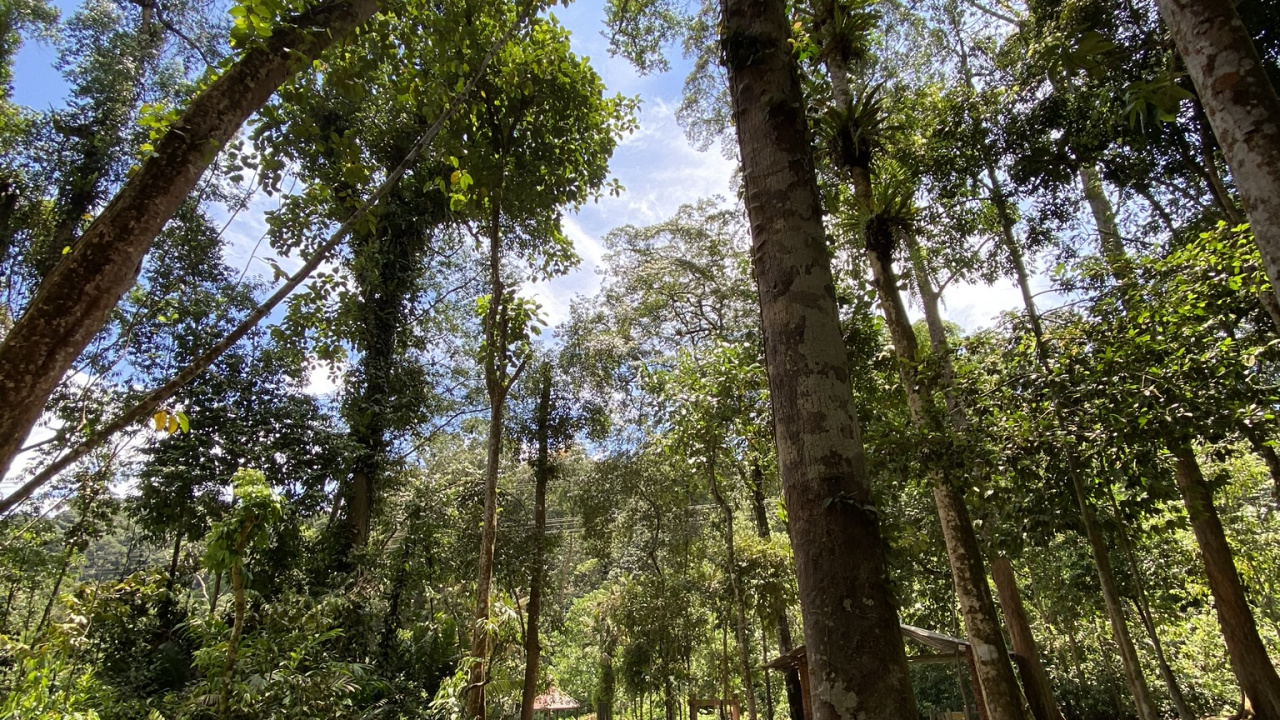 Les Fonds D’écran Végétation, Biome, Rainforest, Jungle, Nature HD, HDV ...