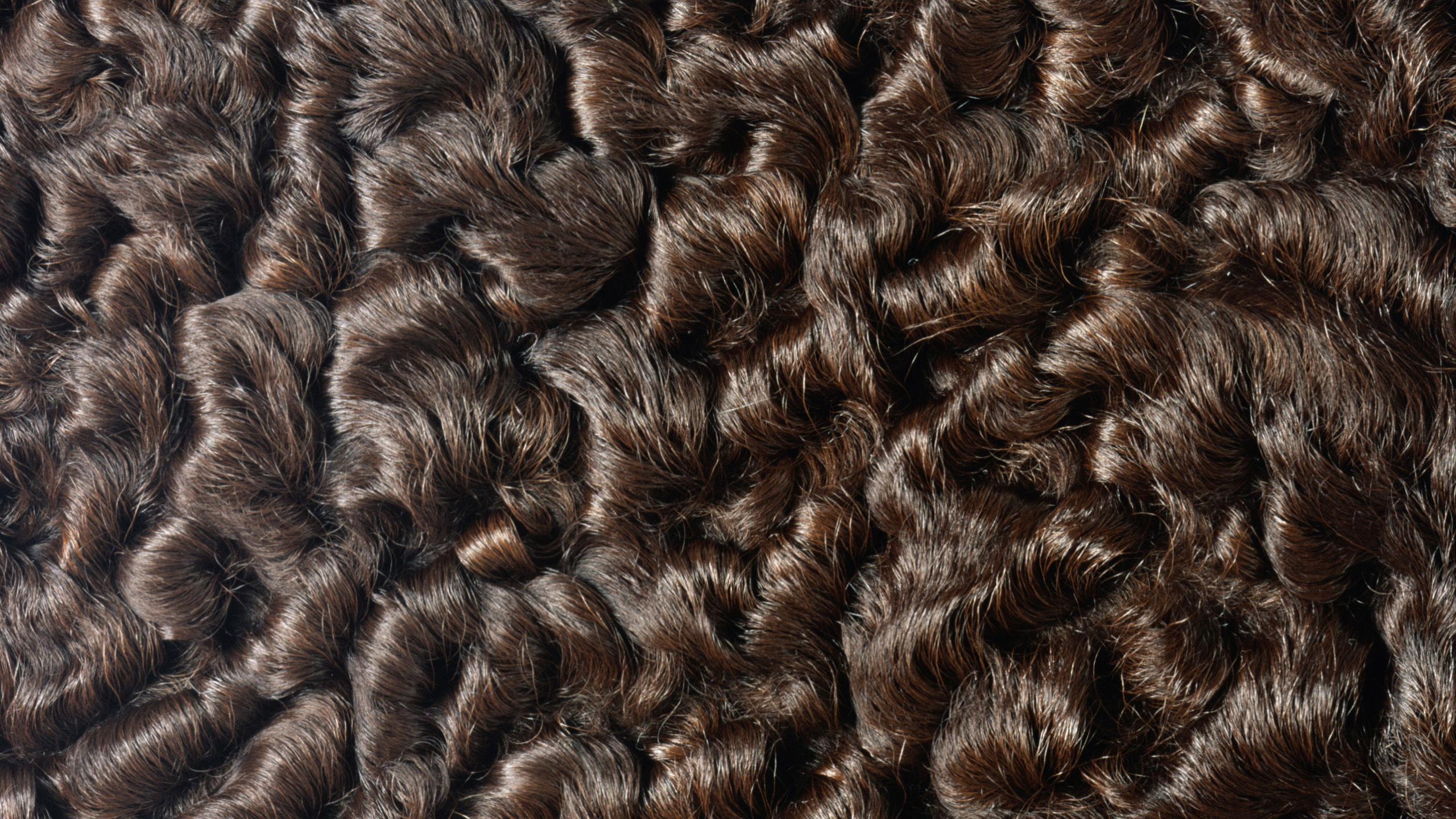 Les Fonds D’écran Textile Fourrure Noir et Marron WQHD, QHD, 16:9 ...