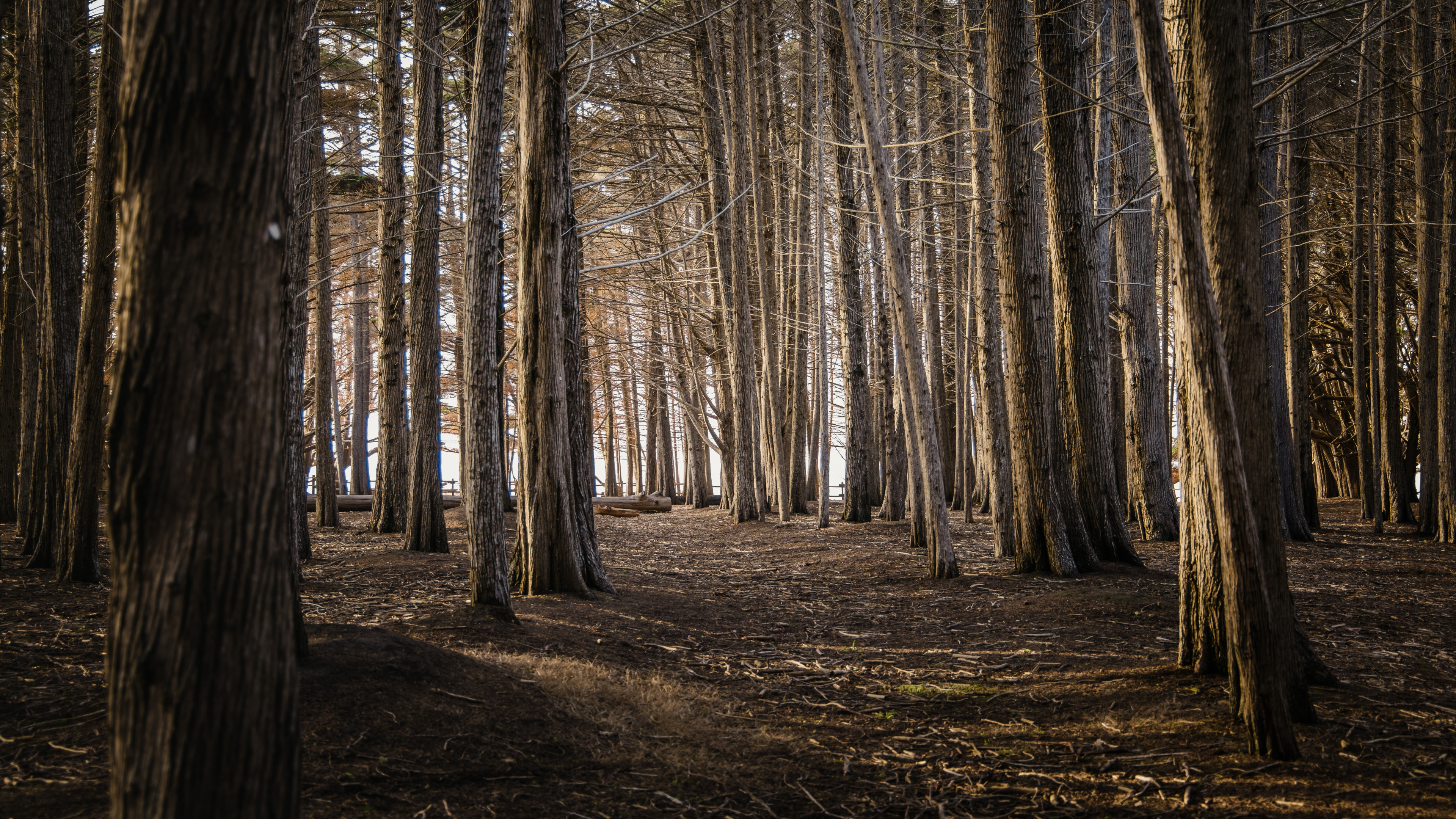 Wallpaper Woodland, Tree, Graphics, Wood, Natural Landscape, 4K Ultra ...