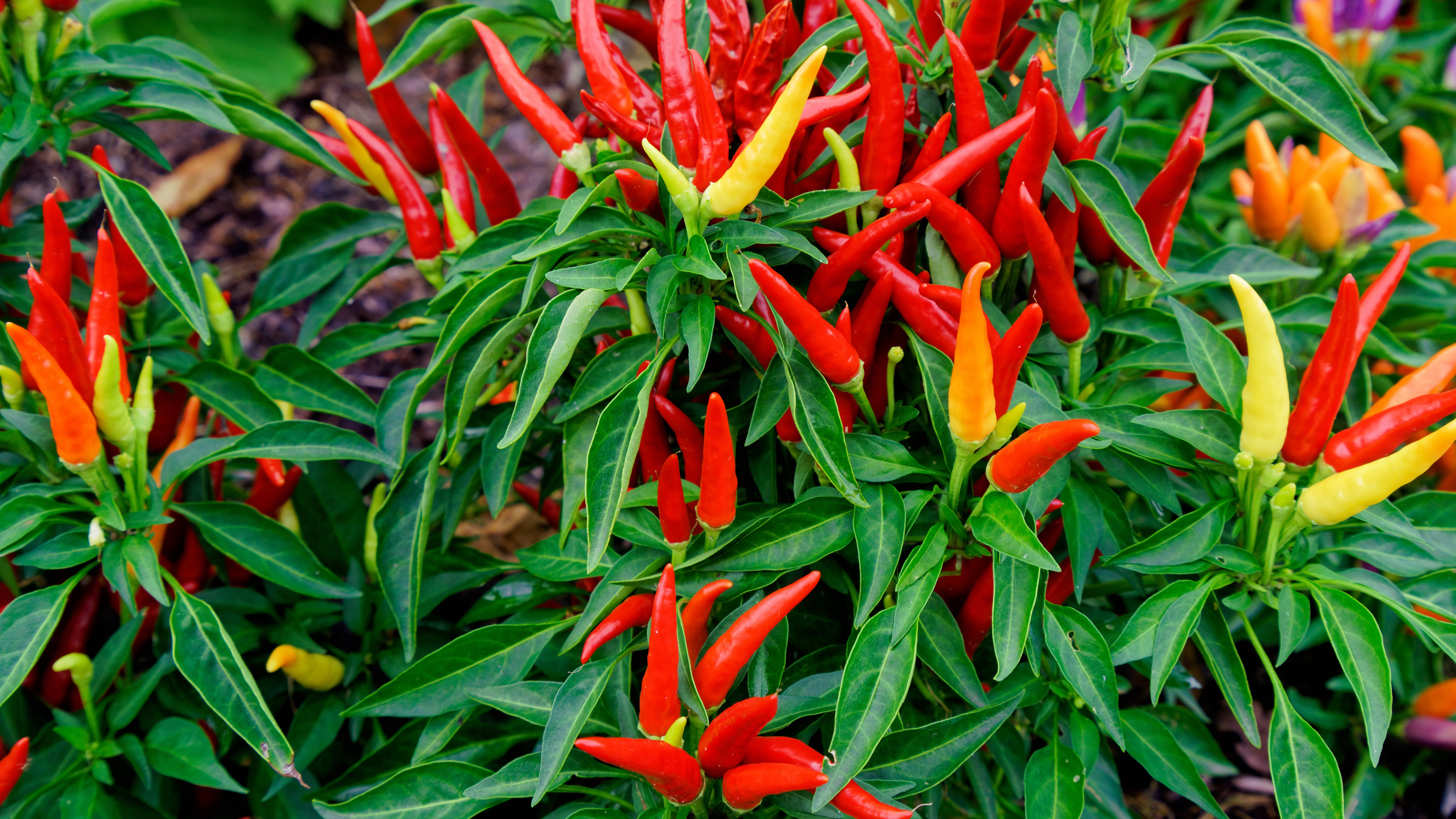Les Fonds D’écran Piment, Garden, Jardinage, Potager, Légume Piment 4K ...
