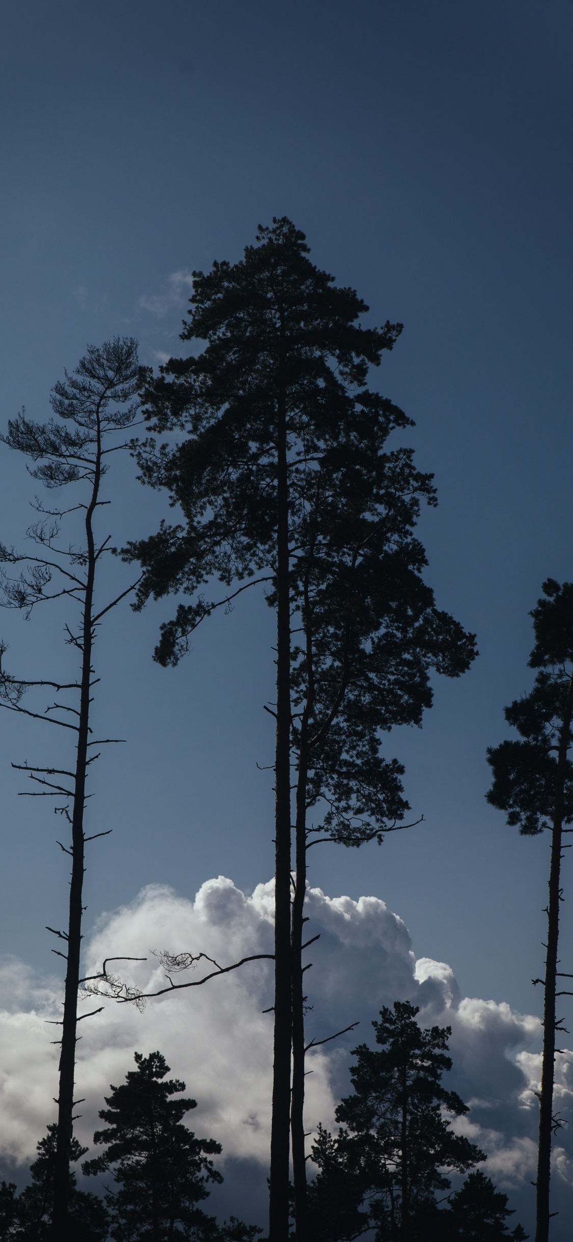 Cloud, Pine, Tree, Woody Plant, Biome Wallpaper for IPhone X / XS ...