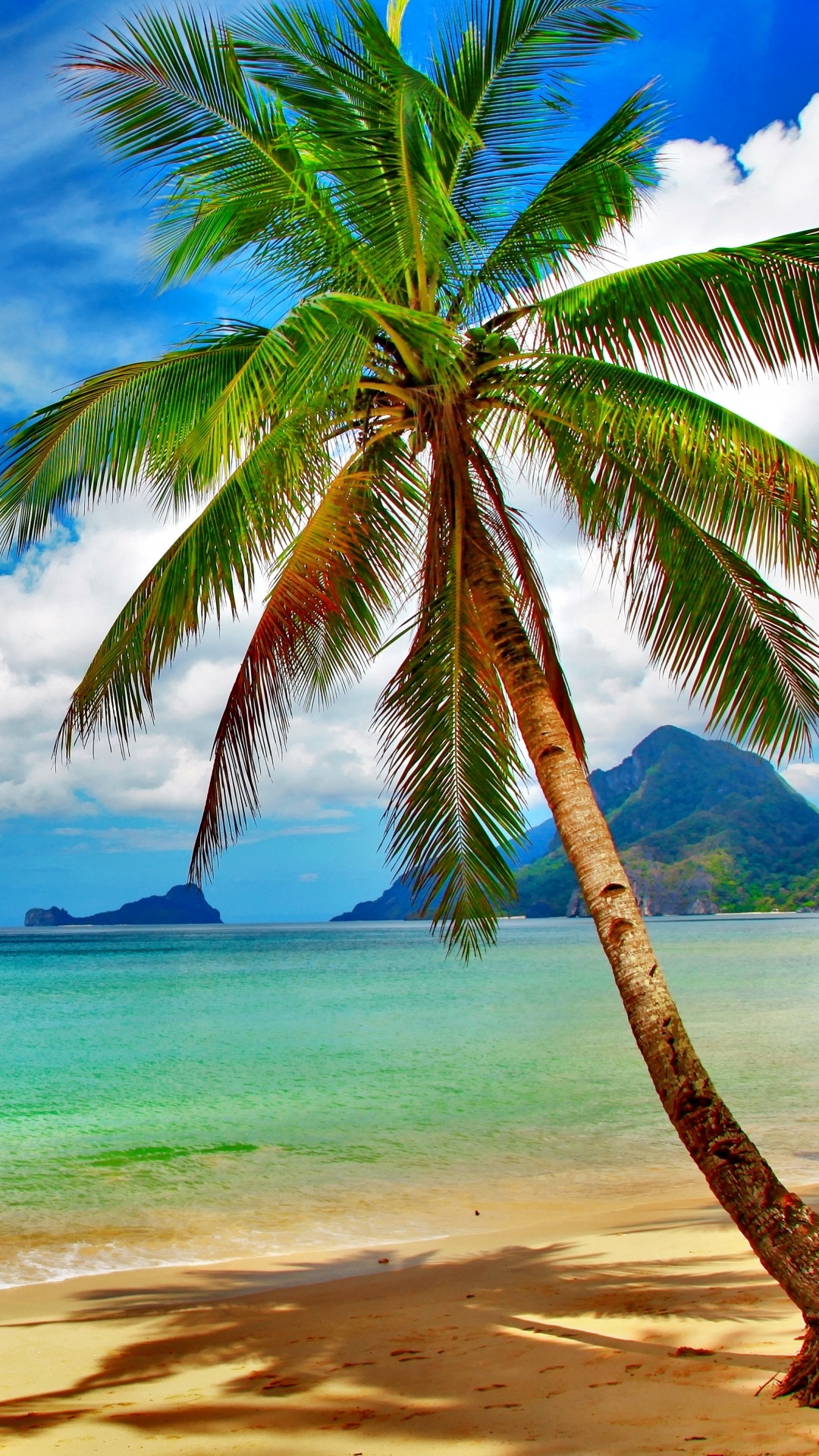 Coconut Tree on Beach Shore During Daytime Wallpaper for IPhone 6S+/7 ...