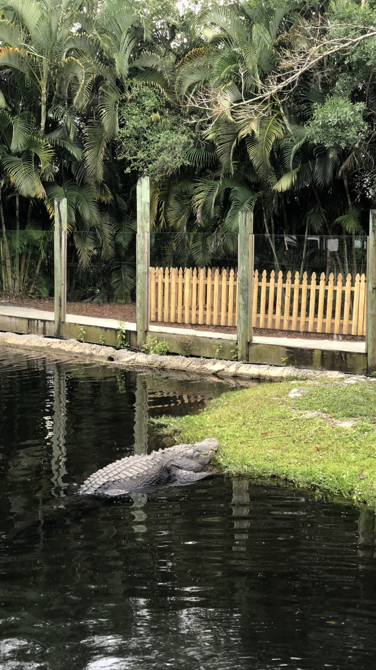 Crocodile, Reflection, Water, Palm Trees, Science Wallpaper for IPhone ...