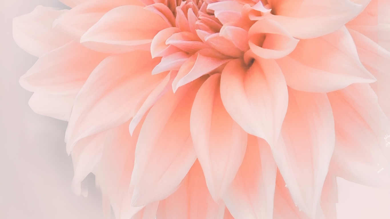Wallpaper Flowers, Pink, Jindai Botanical Gardens, Floral Design ...