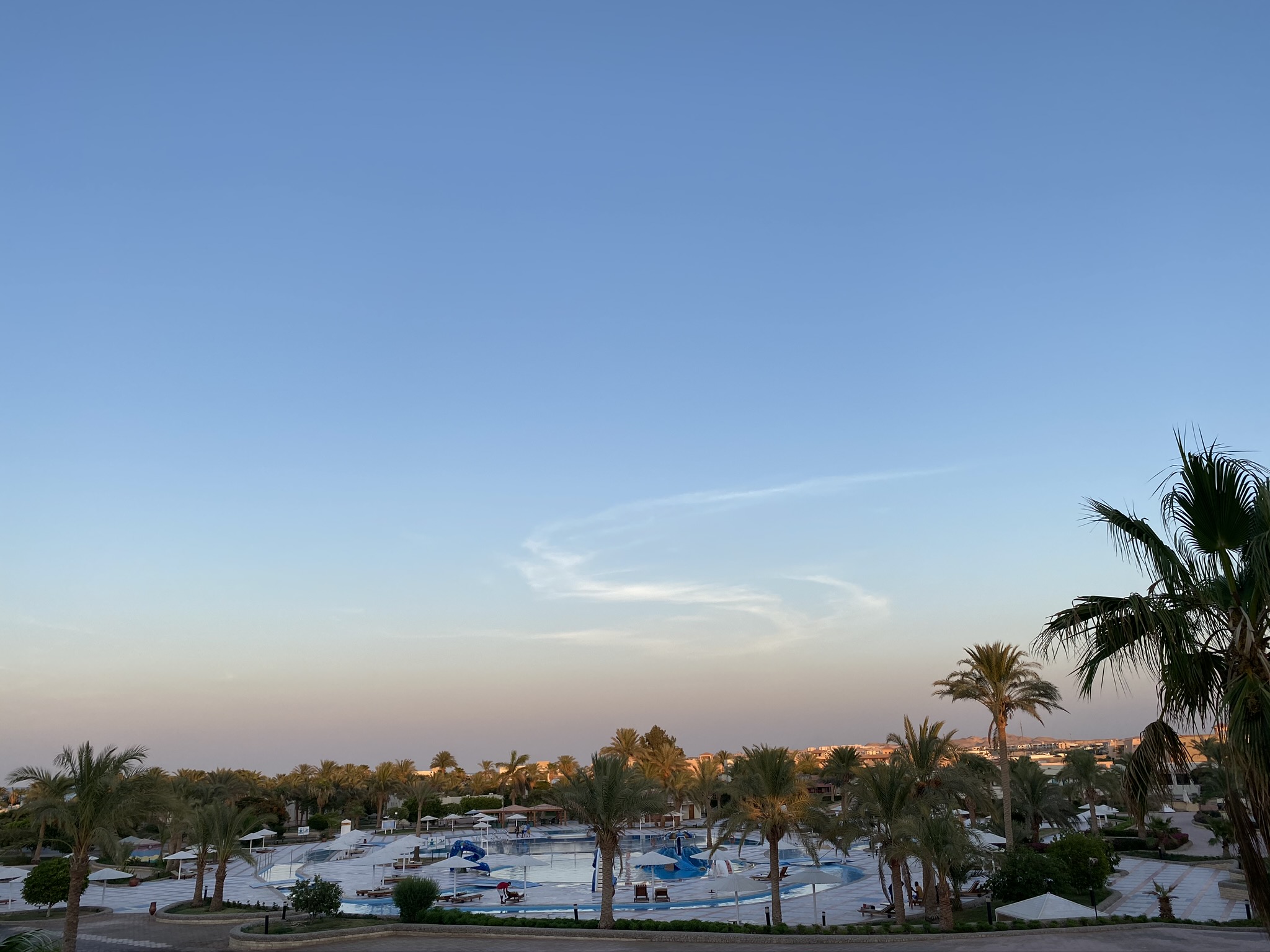 Wallpaper Palm Trees, Science, Biology, Tree, Woody Plant, Background ...