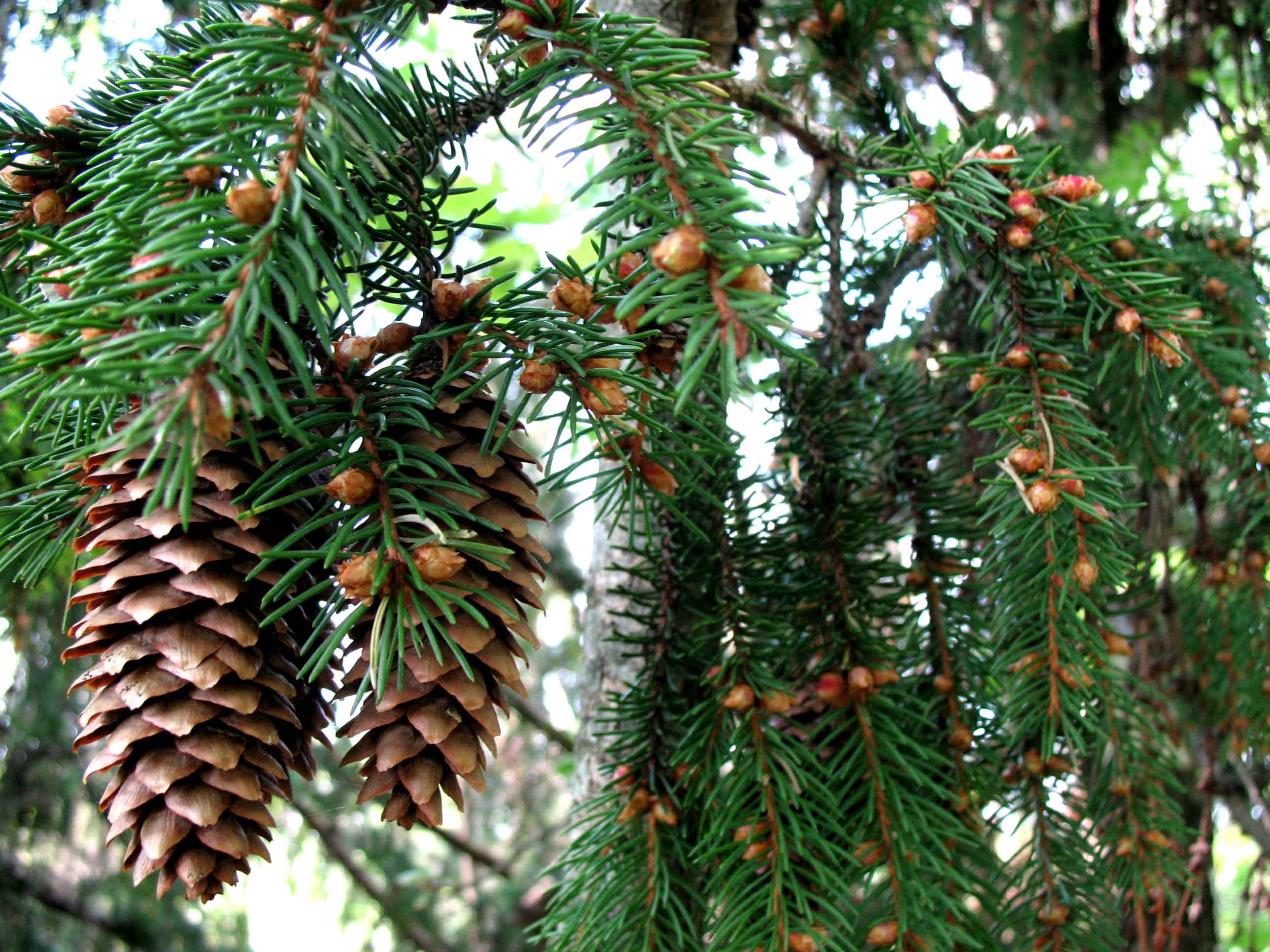 Les Fonds D’écran Pomme de Pin Verte Sur L'arbre Vert Pendant la ...