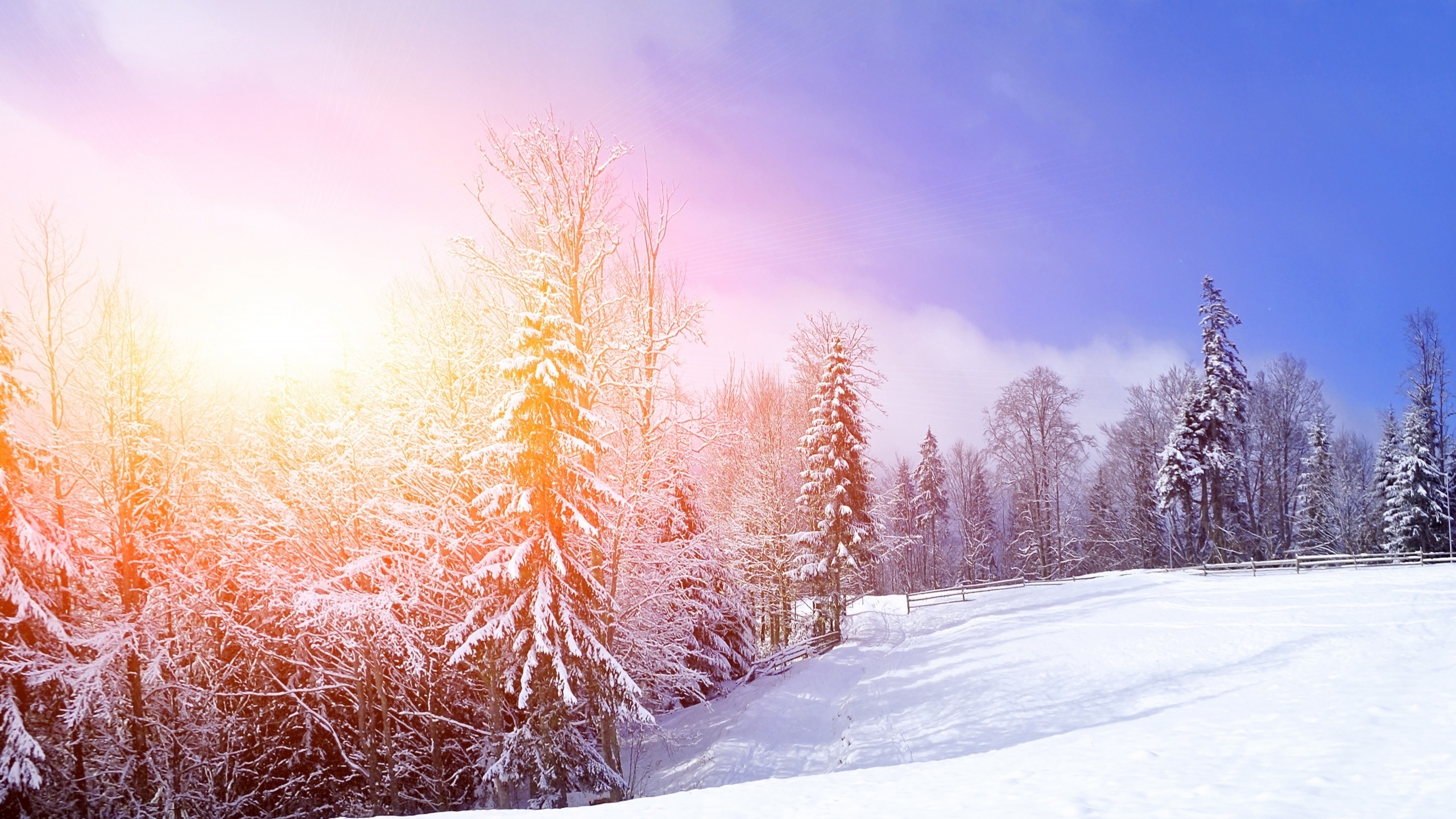 Wallpaper Brown Trees on Snow Covered Ground During Daytime, Background ...