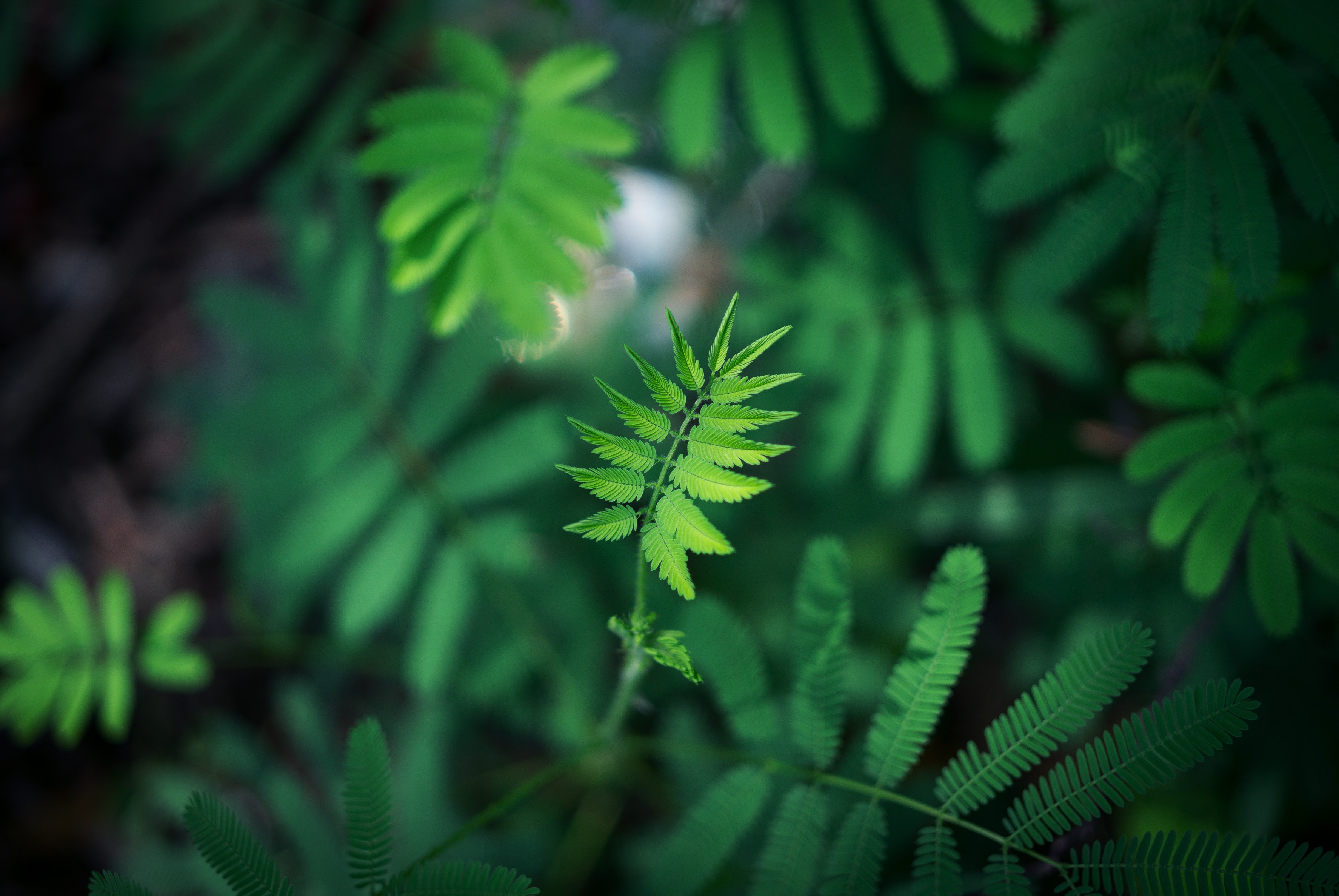 Wallpaper Green, Leaf, Vegetation, Flower, Plant, Background - Download ...