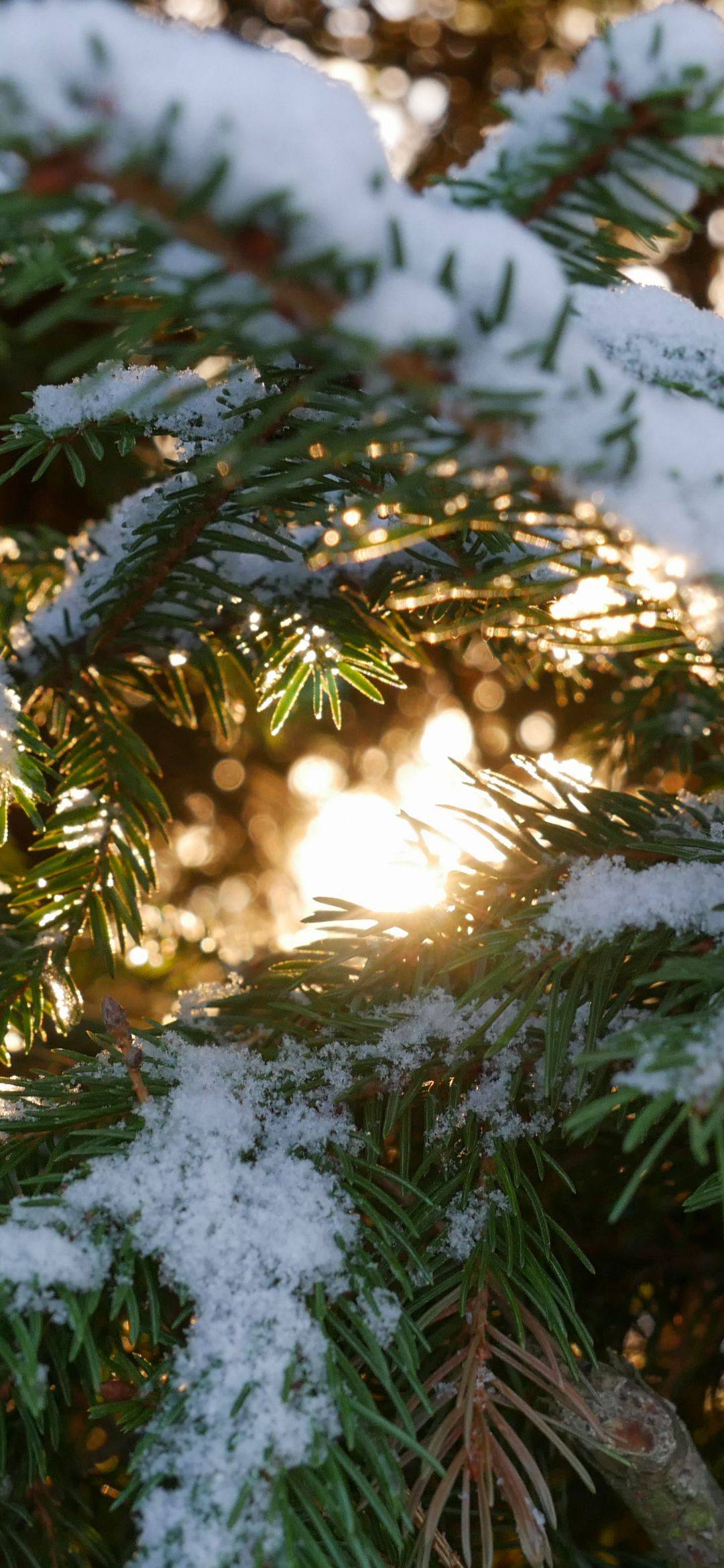 Kostenlose Hintergrundbilder Schnee, Gemeine Fichte, Damaksnis, Lärche ...