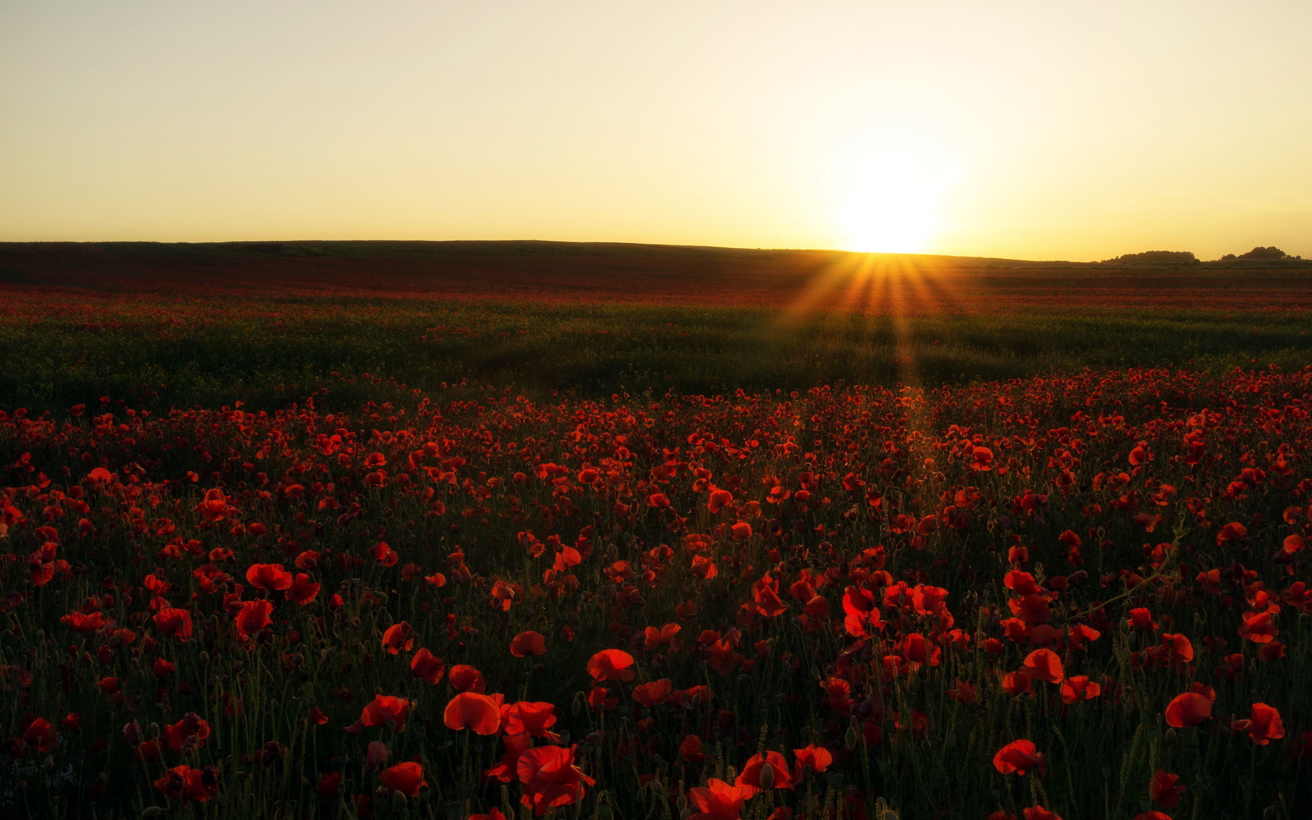Wallpaper Red Flower Field During Sunset, Background - Download Free Image