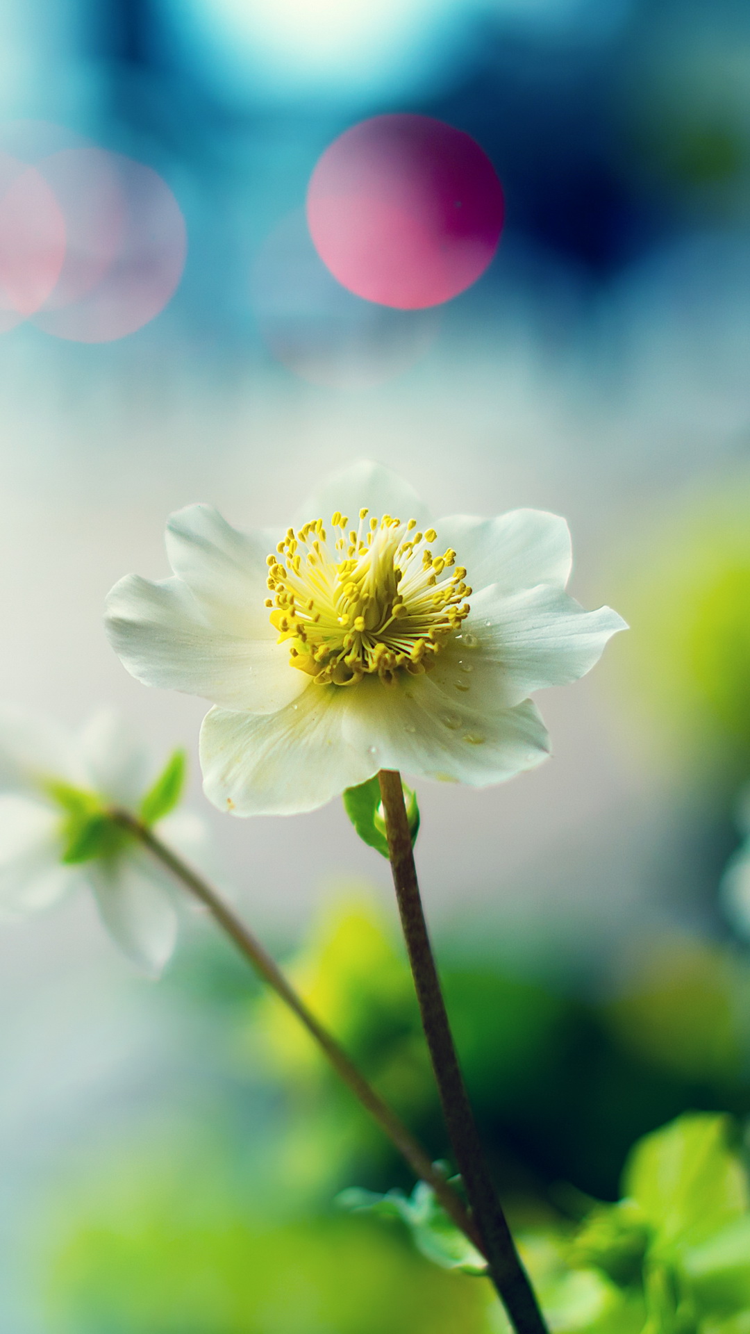Wallpaper Flora, KDE, Colored, Flower, Plant, Background - Download ...