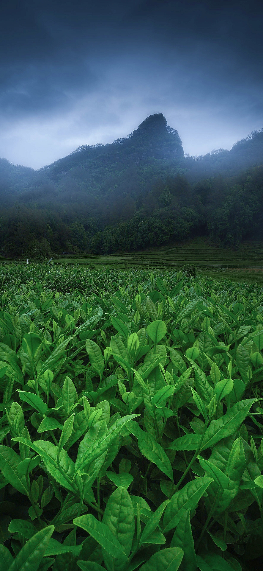 Wallpaper Vegetation, Plant, Mountain, Green, Cloud, Background ...