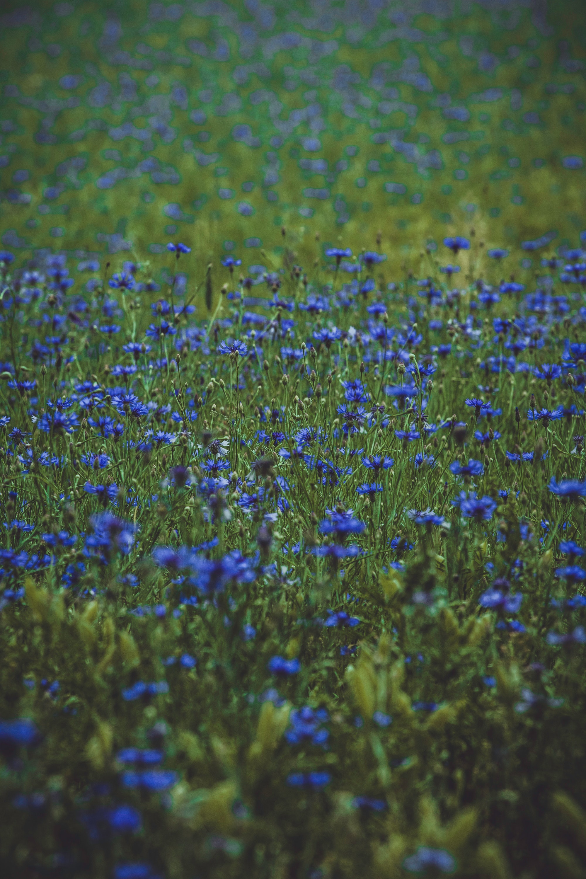 Wallpaper Blue Flower Field During Daytime, Background - Download Free ...