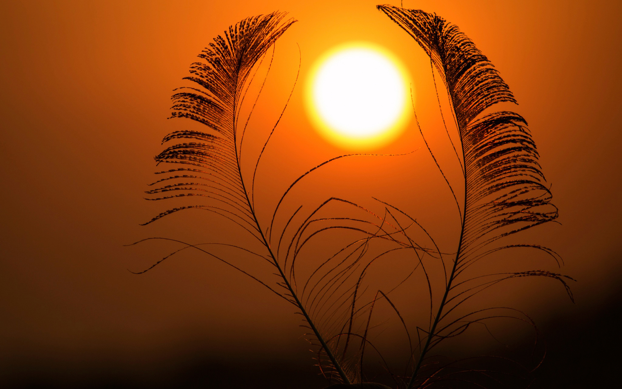 Wallpaper Silhouette of Plants During Sunset, Background - Download ...