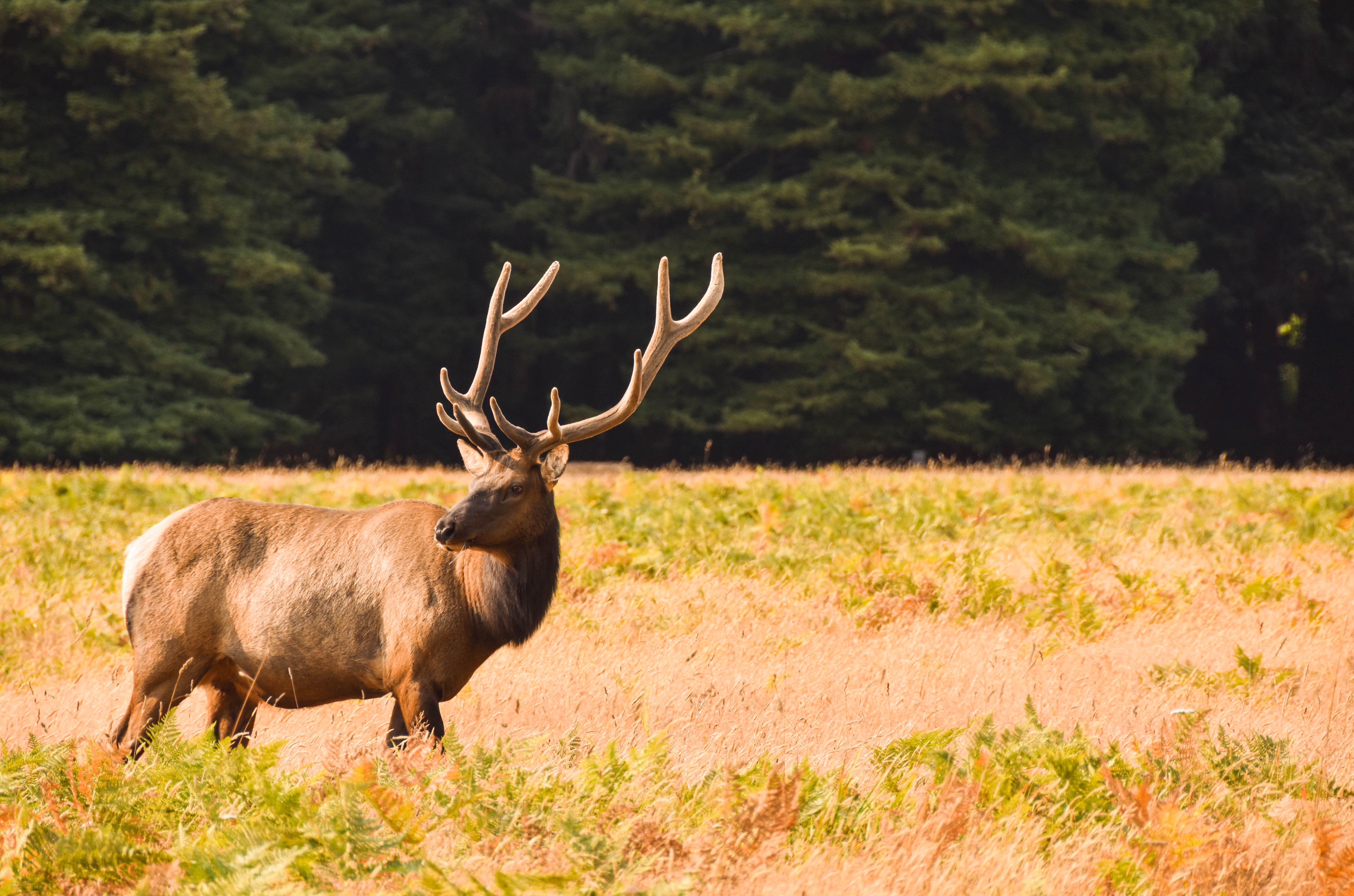 Les Fonds D’écran Elk, Moose, Pronghorn, Antilope, Paysage Naturel, Les ...
