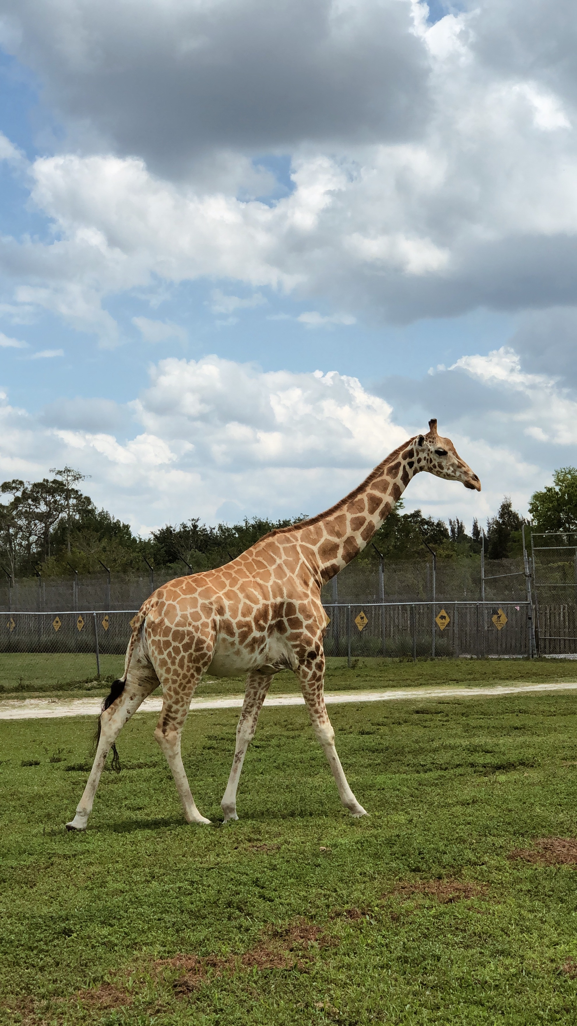 Wallpaper Giraffe, Grass, Daytime, Giraffidae, Natural Environment ...
