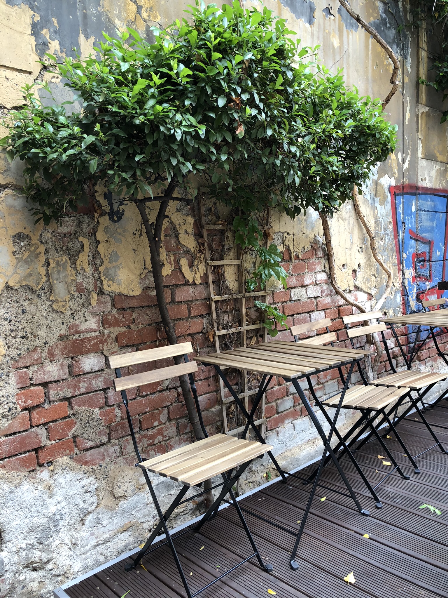 Wallpaper Tree, Furniture, Table, Outdoor Table, Outdoor Furniture ...