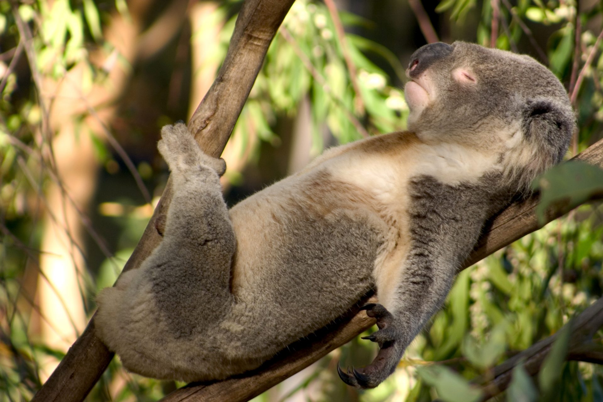 Wallpaper Koala, Wildlife, Snout, Marsupial, Terrestrial Animal ...
