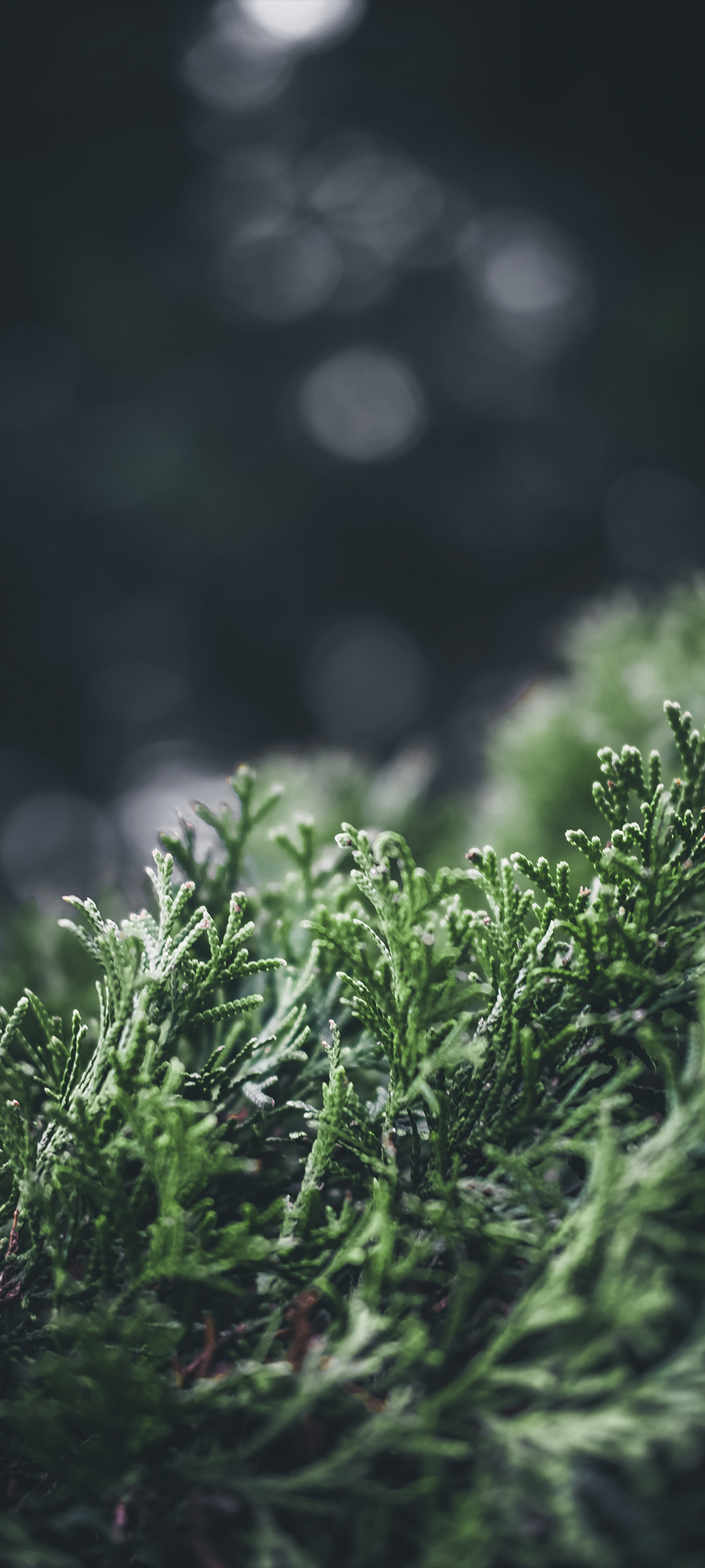 Wallpaper Nature, Plant, Water, Natural Landscape, Terrestrial Plant ...