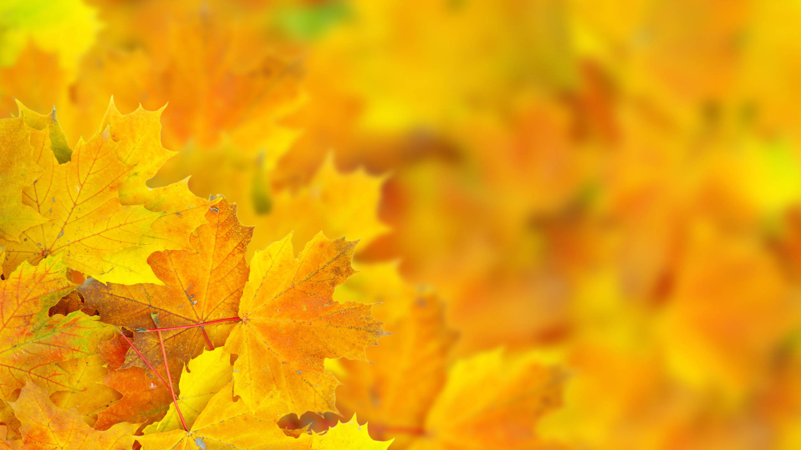 Wallpaper Yellow Maple Leaf in Close up Photography, Background ...