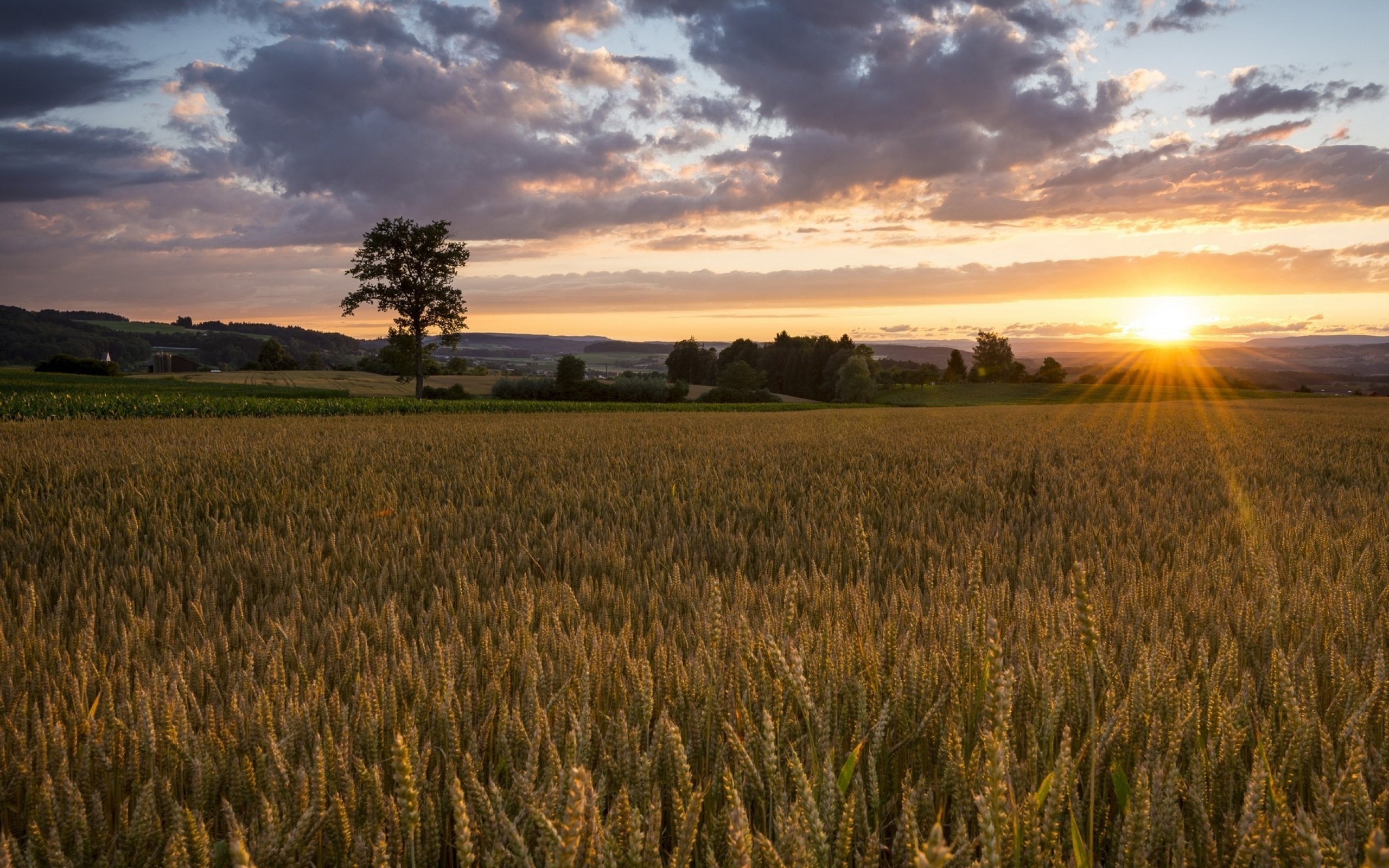 Wallpaper Green Grass Field During Sunset, Background - Download Free Image