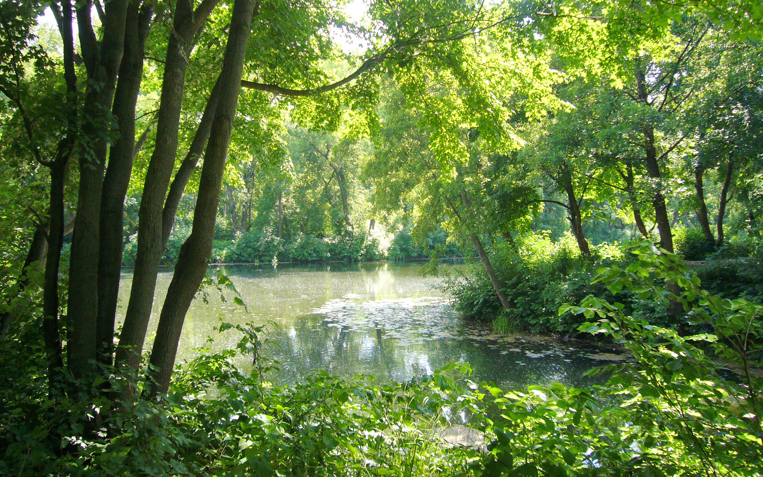 Wallpaper Green Trees Beside River During Daytime, Background ...