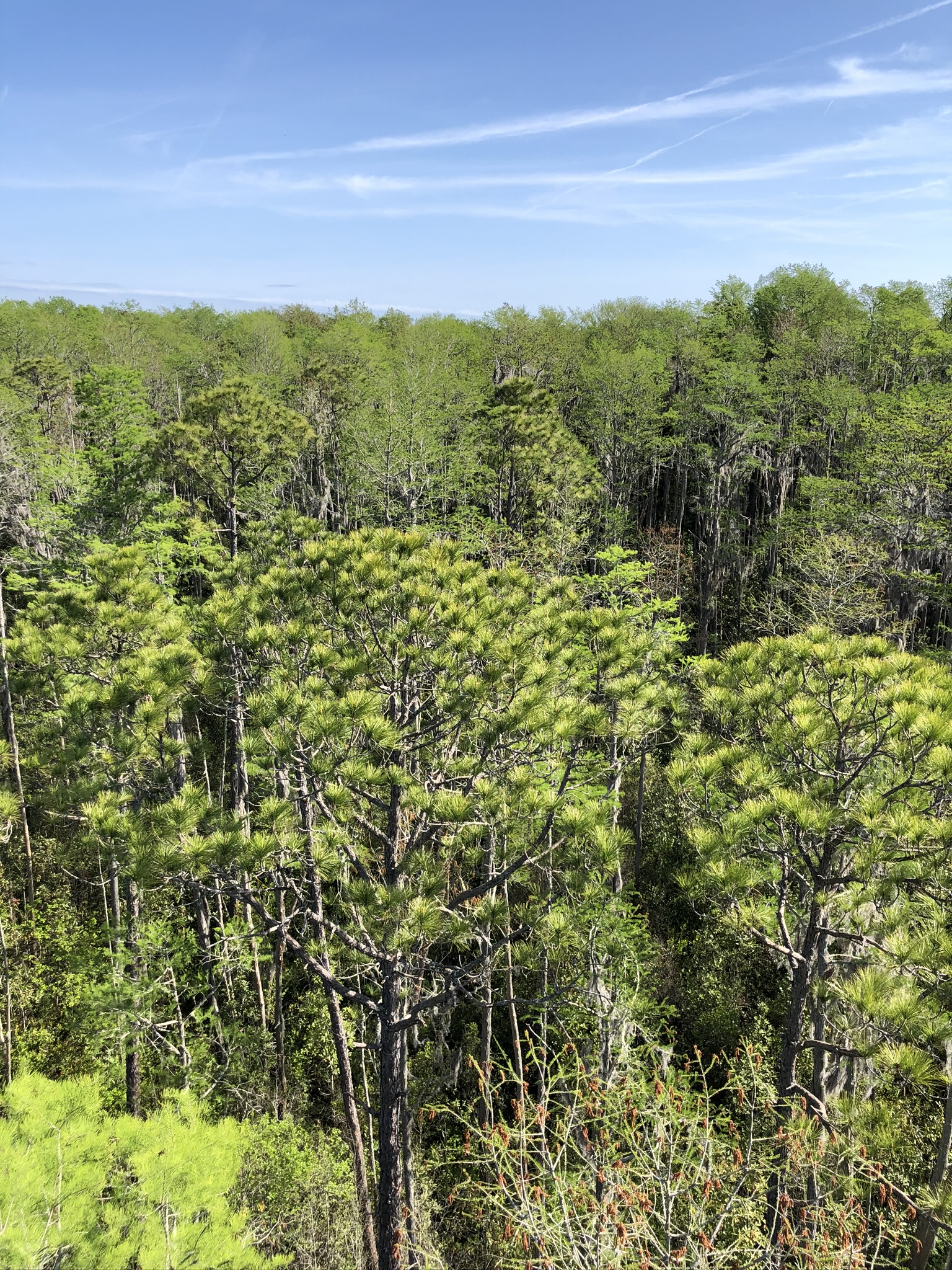 Wallpaper Vegetation, Nature, Natural Environment, Plant Community ...