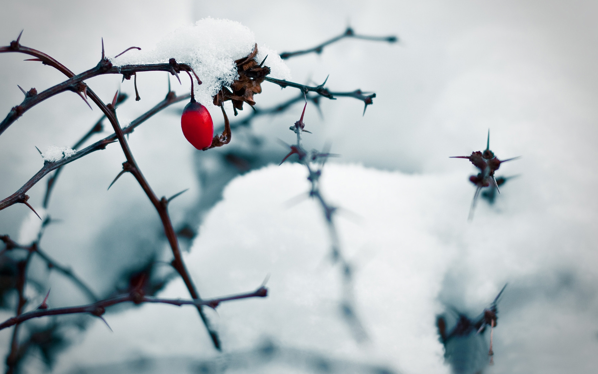 Les Fonds D’écran Fruit Rond Rouge Recouvert de Neige, Les Images et ...