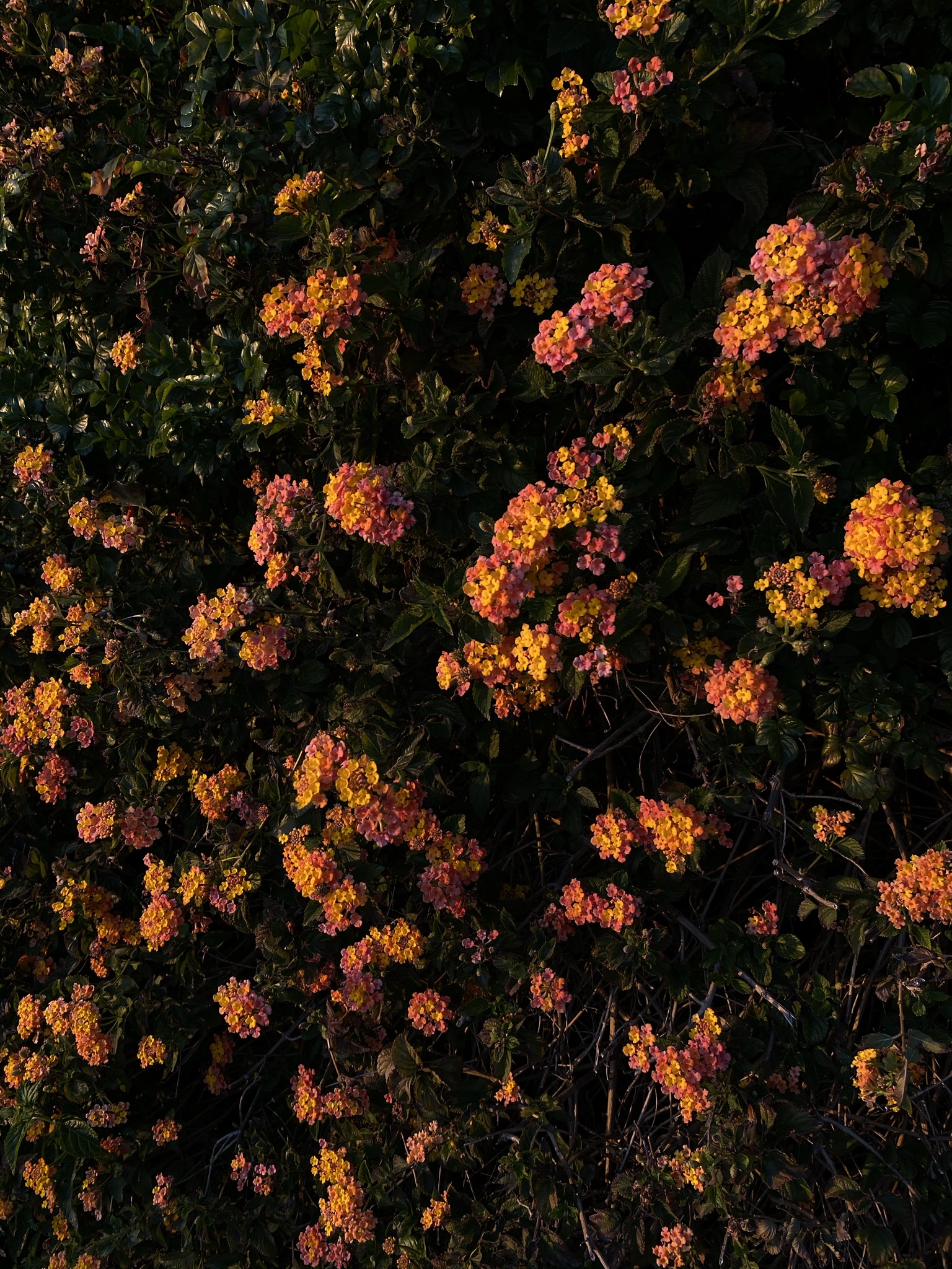 Wallpaper Flower, Flowering Plant, Biology, Physics, Science ...