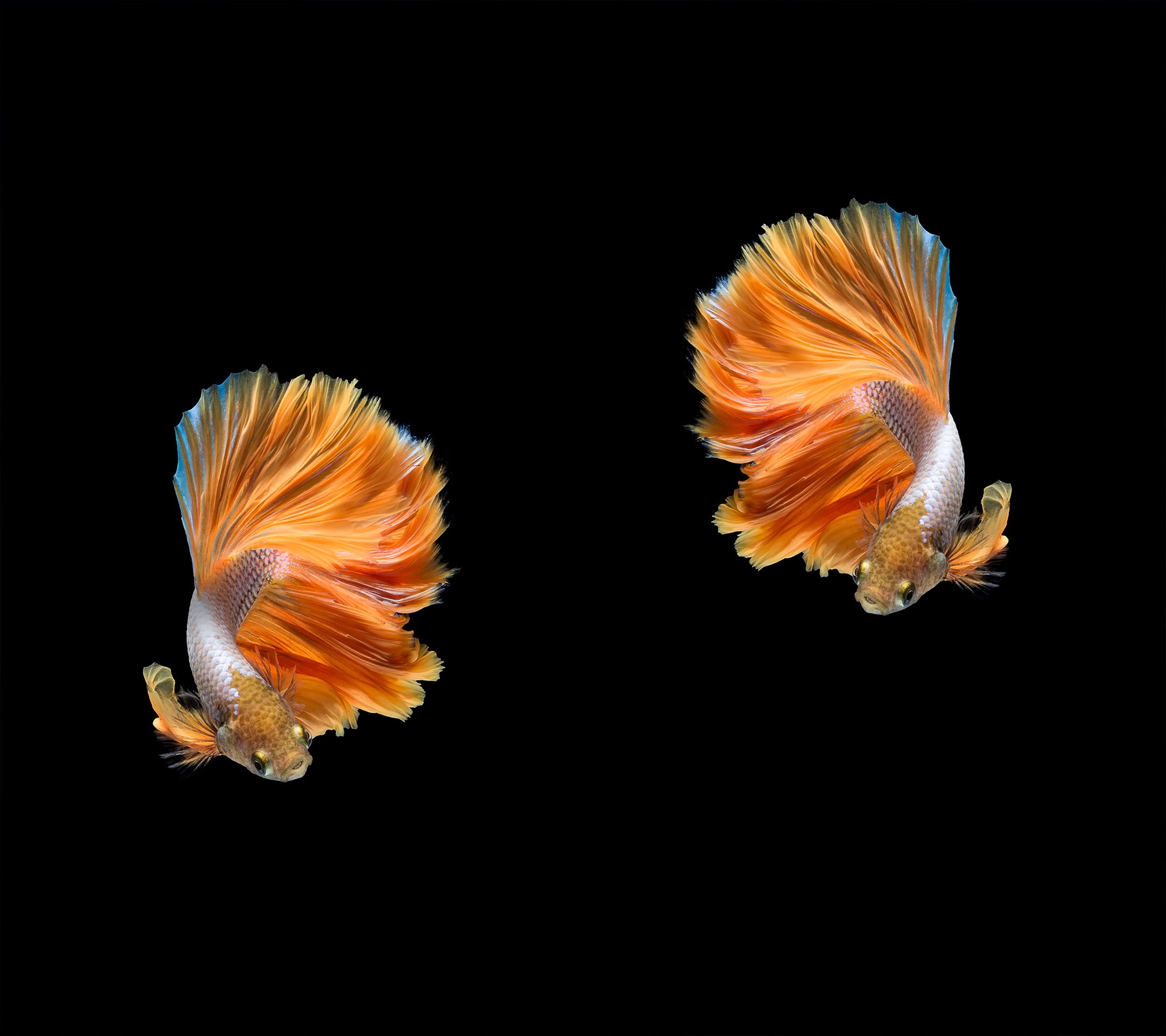 Wallpaper ZTE, ZTE Axon M, Siamese Fighting Fish, Fish, Koi, Background ...