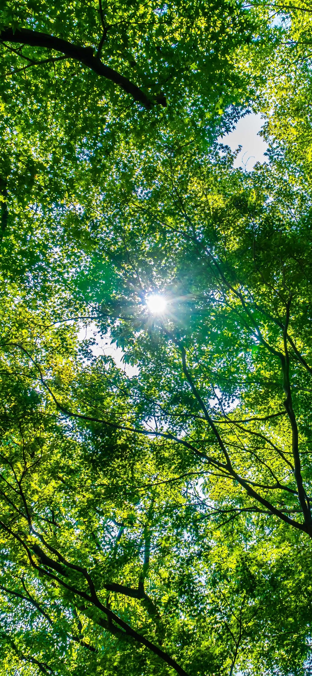 Wallpaper Tree, Natural Environment, Environmental Protection, People ...