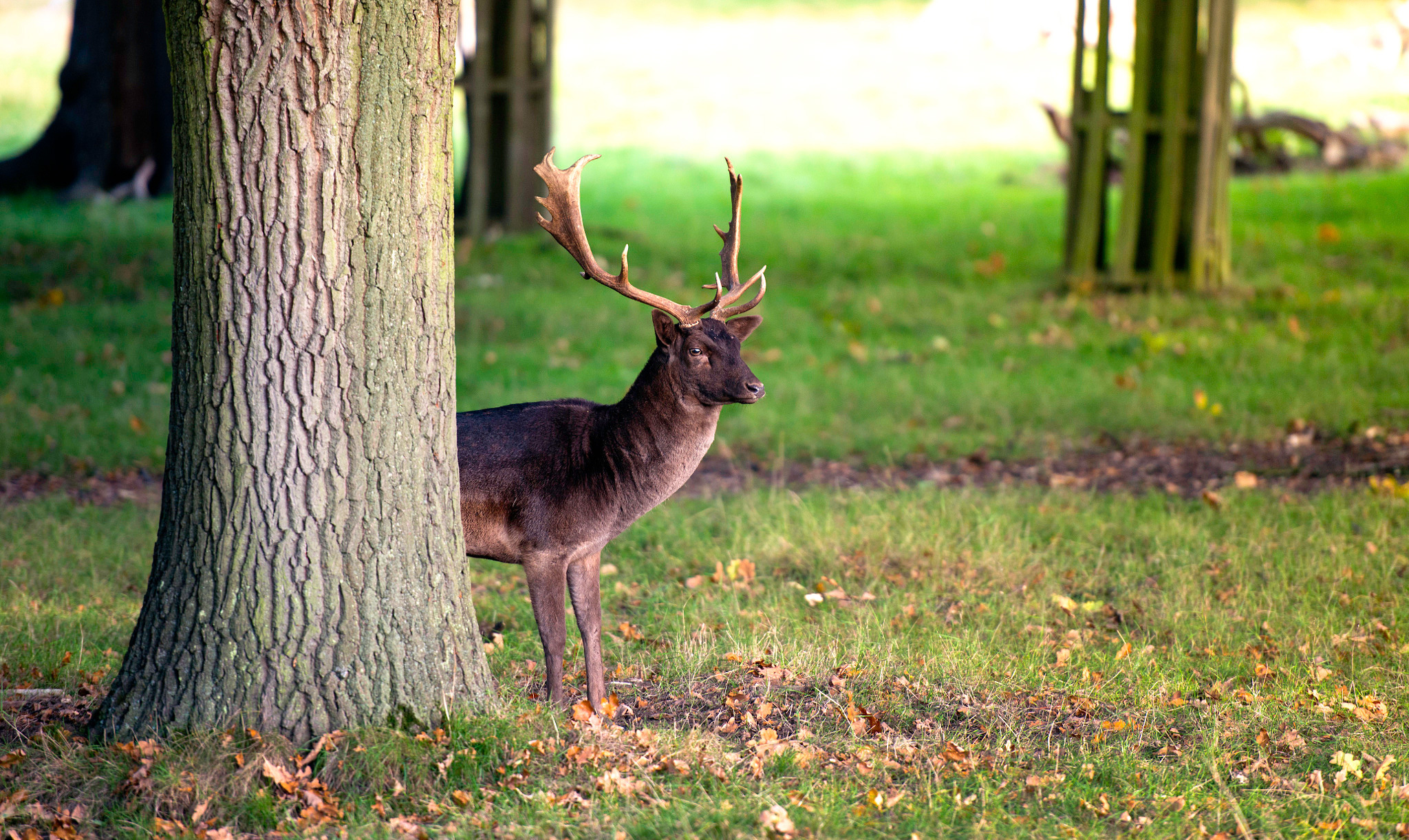 Wallpaper Brown Deer Standing Beside Tree During Daytime, Background ...