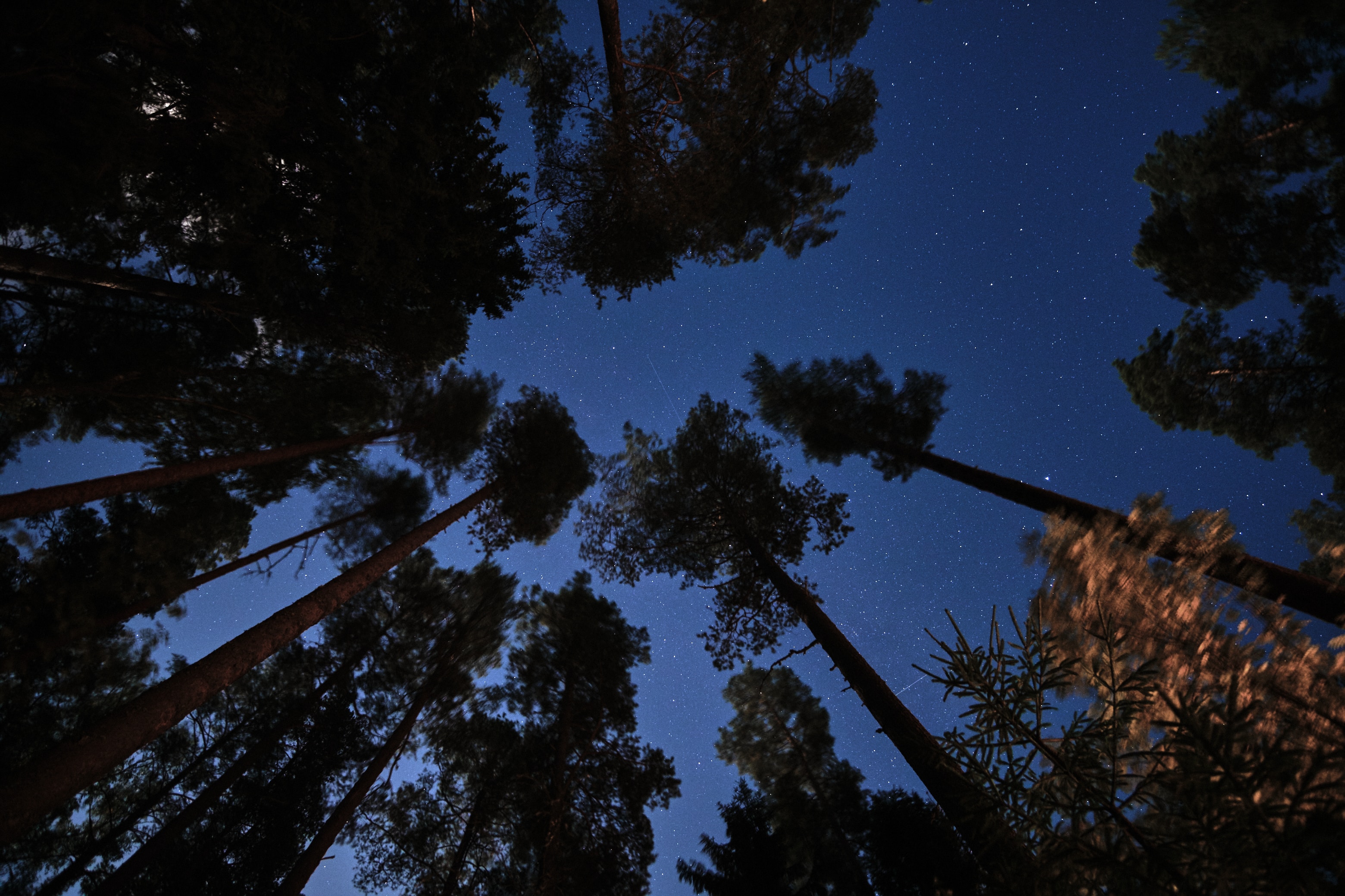 Wallpaper Green Trees Under Blue Sky During Night Time, Background ...