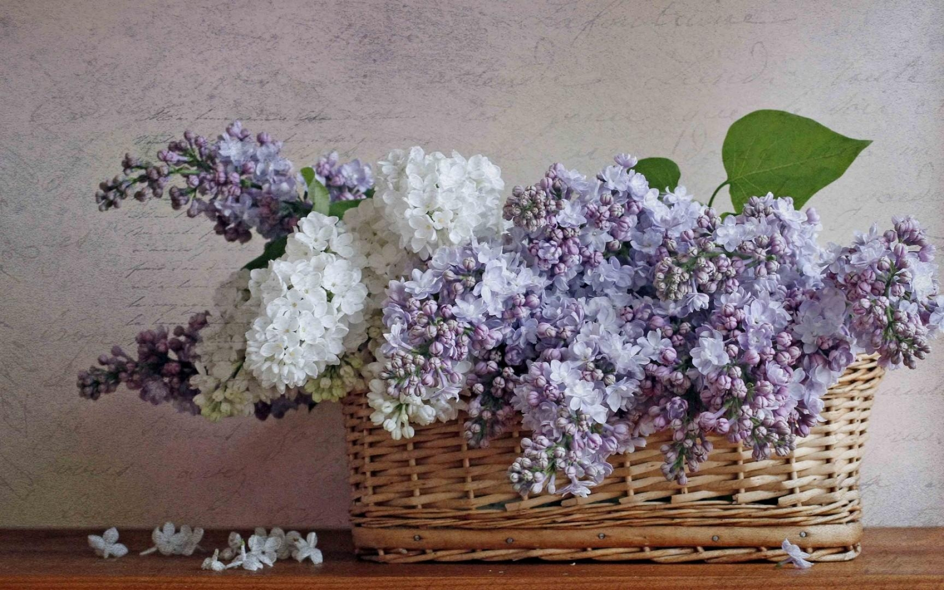 Les Fonds D’écran Fleurs Blanches Sur Panier Tressé Marron, Les Images ...