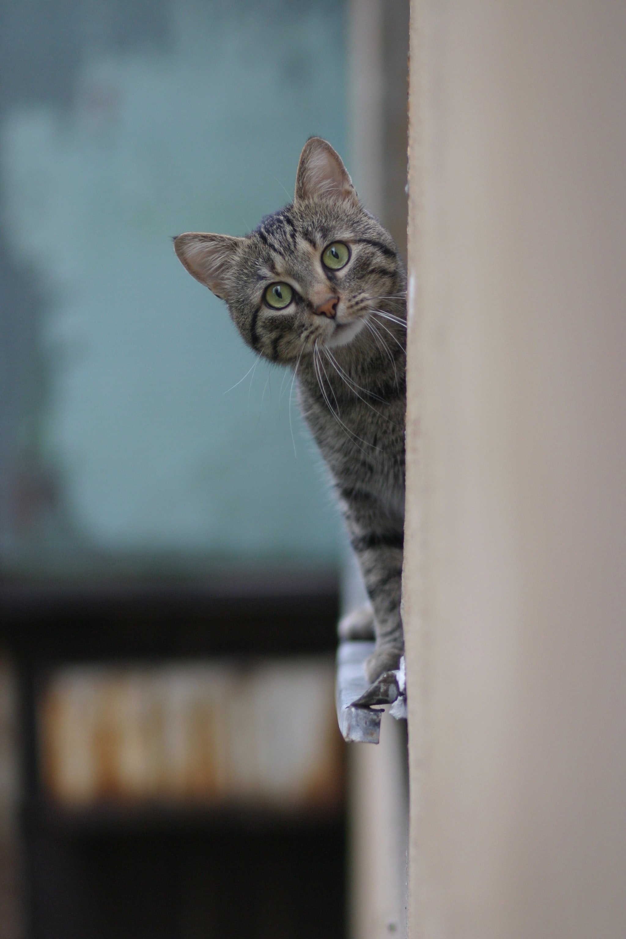 Wallpaper Russian Blue, Tabby Cat, Beagle, Whiskers, Kitten, Background ...