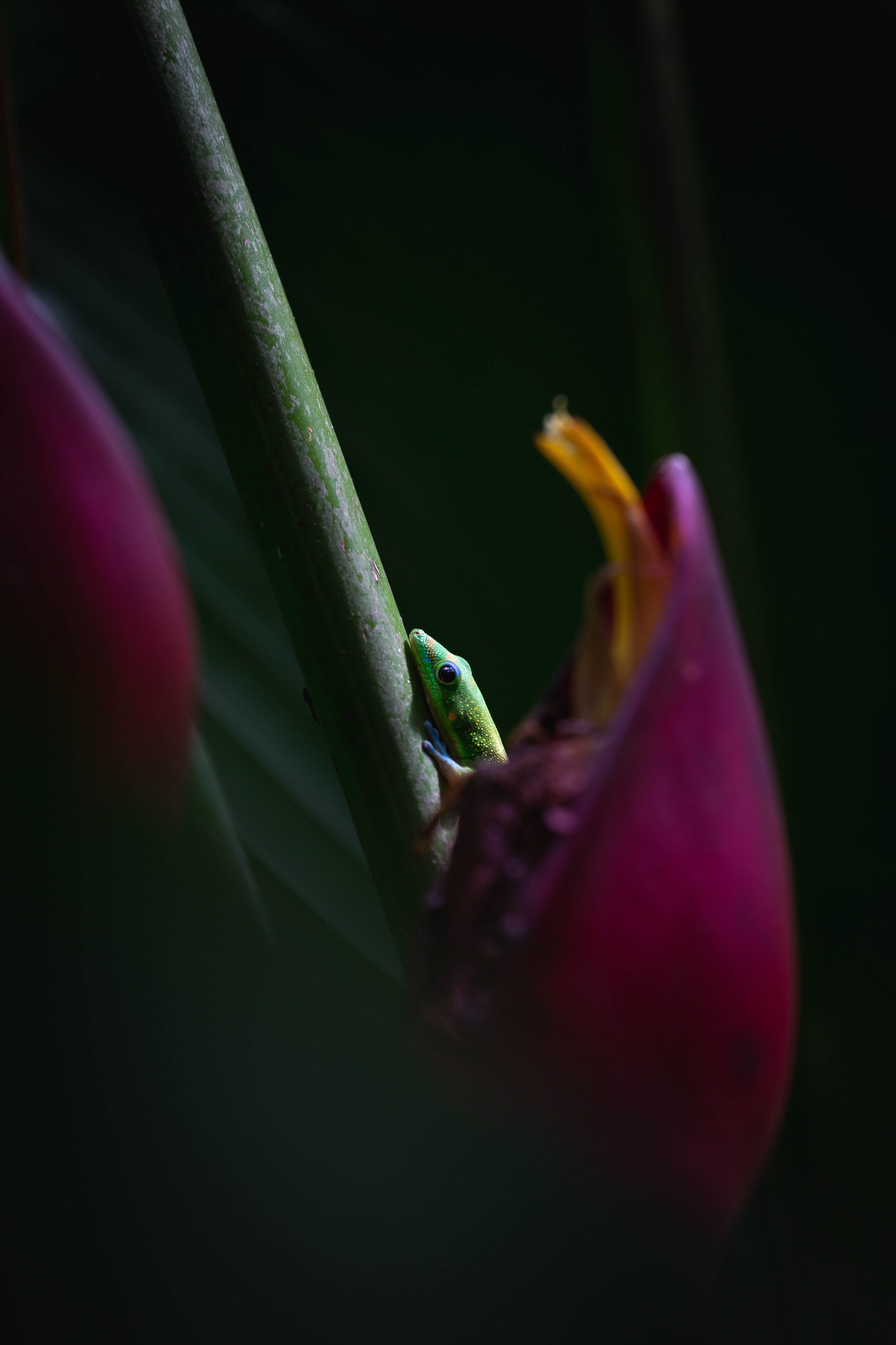 Wallpaper Green Frog on Pink Flower, Background - Download Free Image