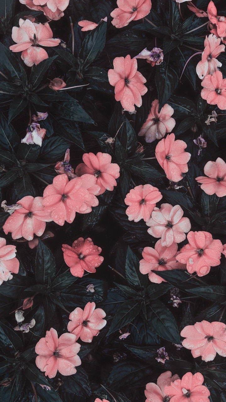 Wallpaper Cute Flower, Flower, Art, Floral Design, Plant, Background ...