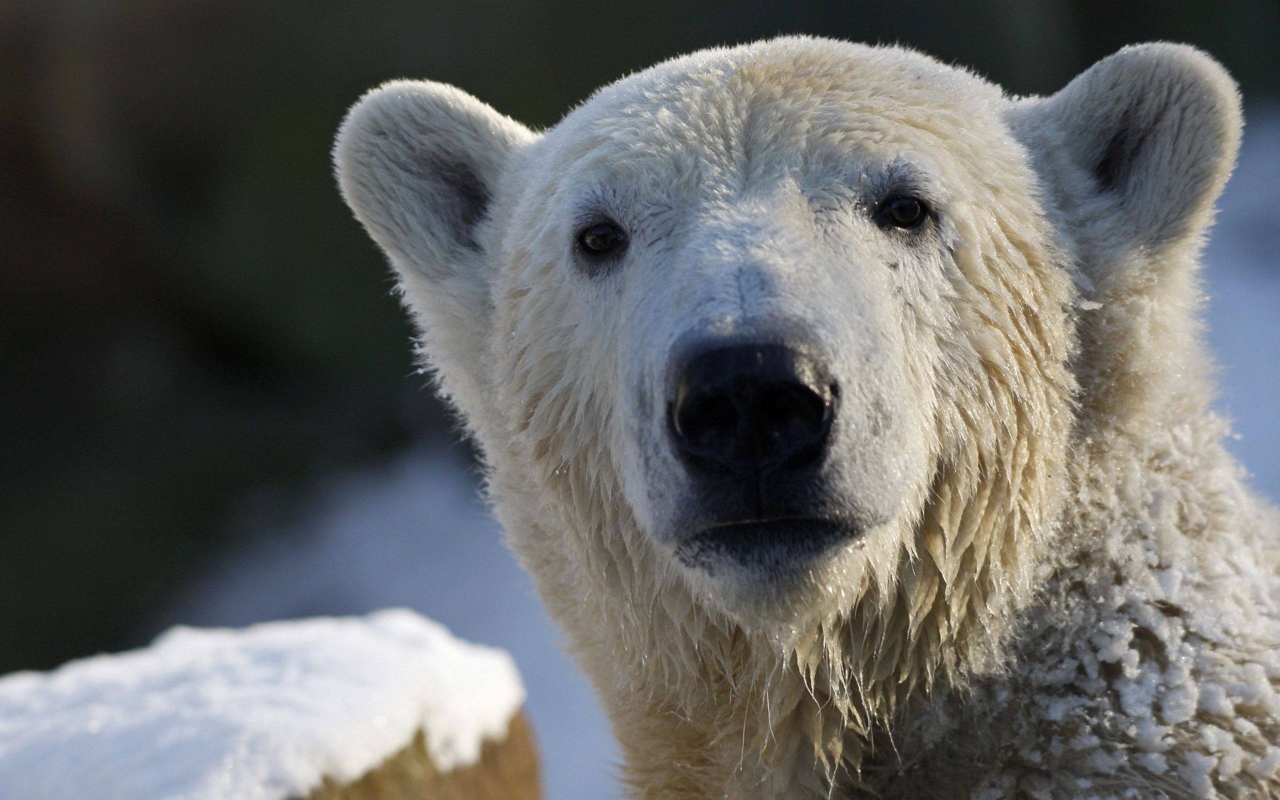 Wallpaper White Polar Bear on Snow Covered Ground, Background ...