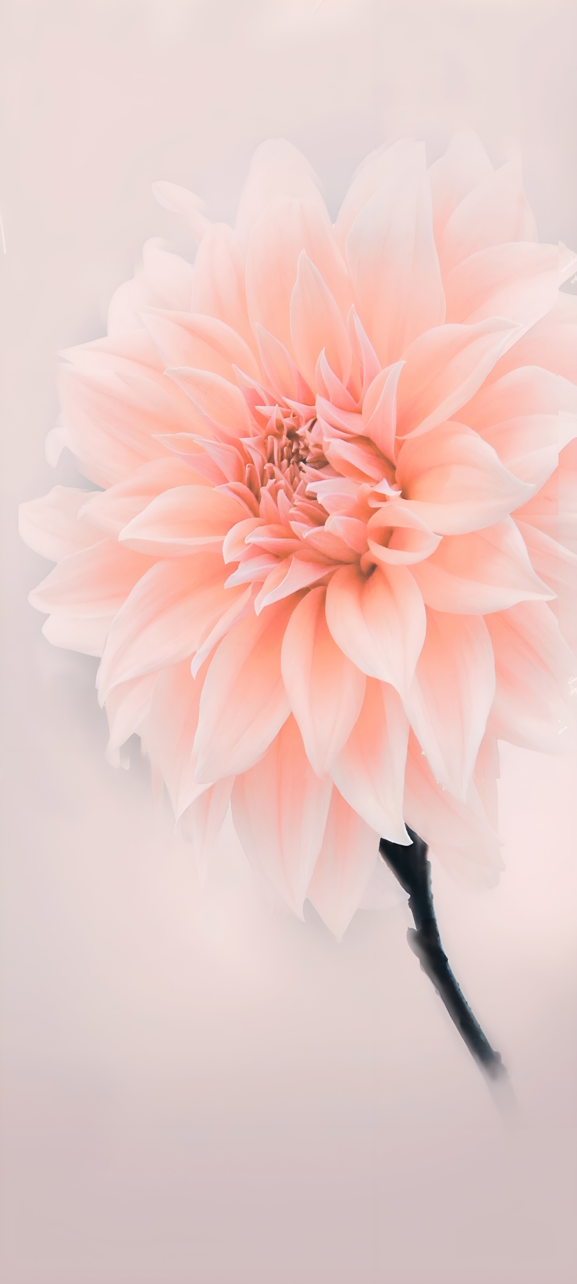 Wallpaper Flowers, Pink, Jindai Botanical Gardens, Floral Design ...