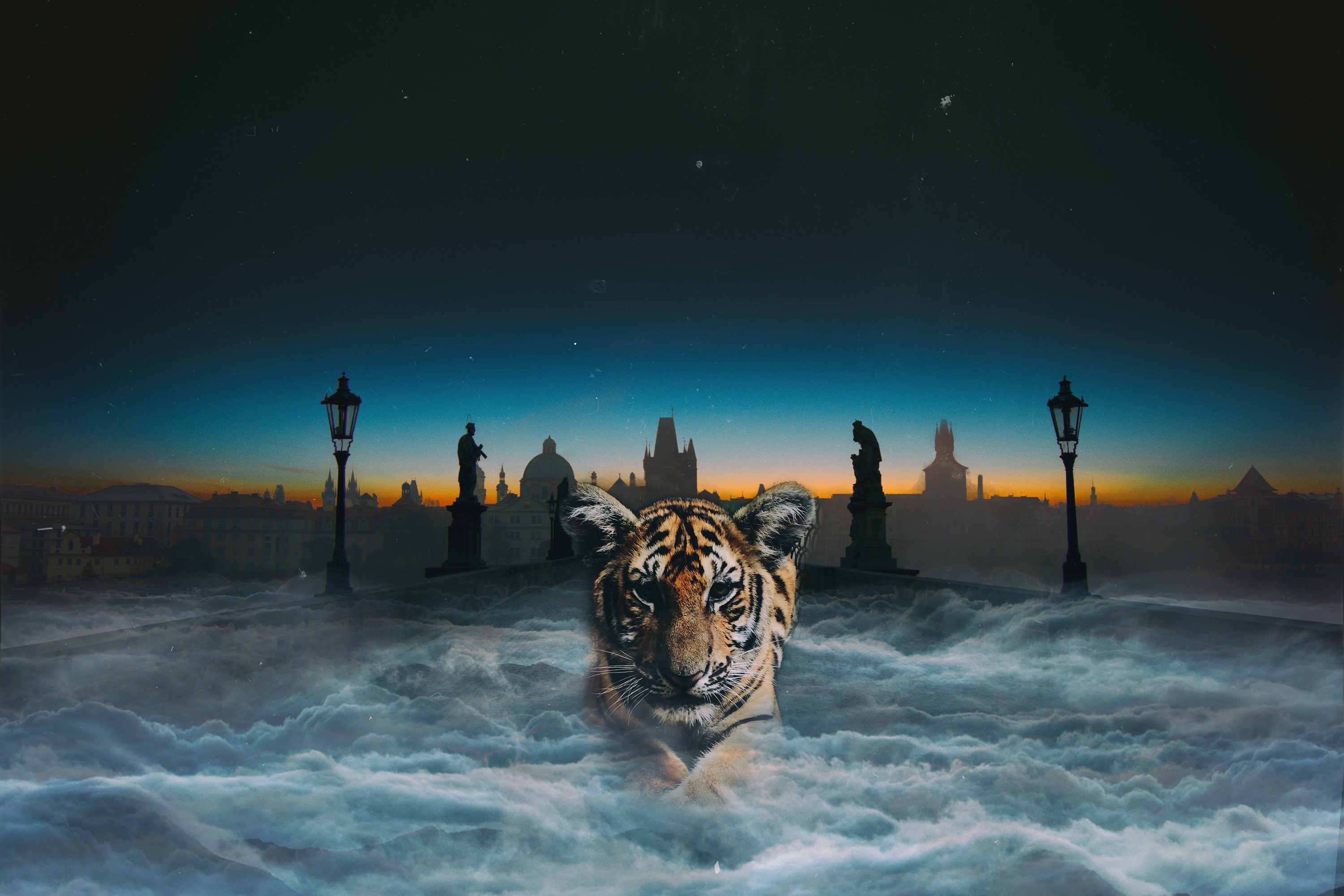 Wallpaper Tiger and Tiger on Snow Covered Ground During Night Time ...