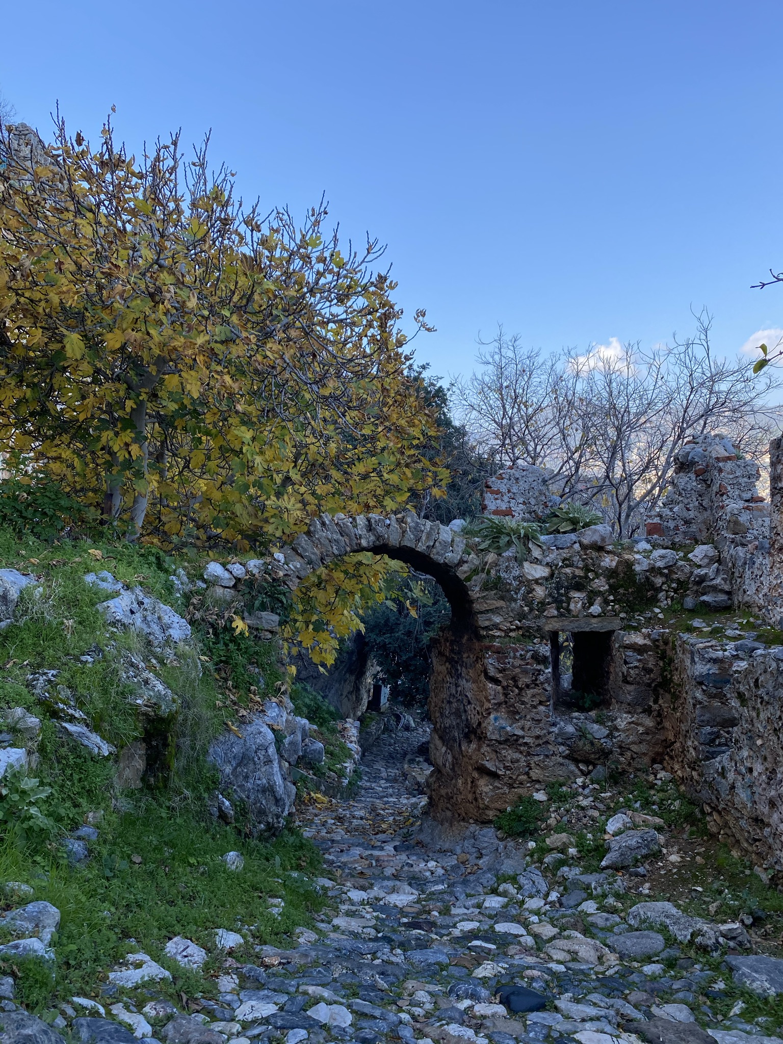 Wallpaper Leaf, Science, Plant, Natural Landscape, Tree, Background ...