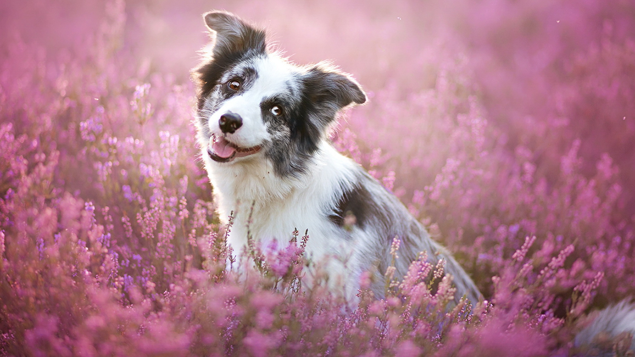 pink border collie