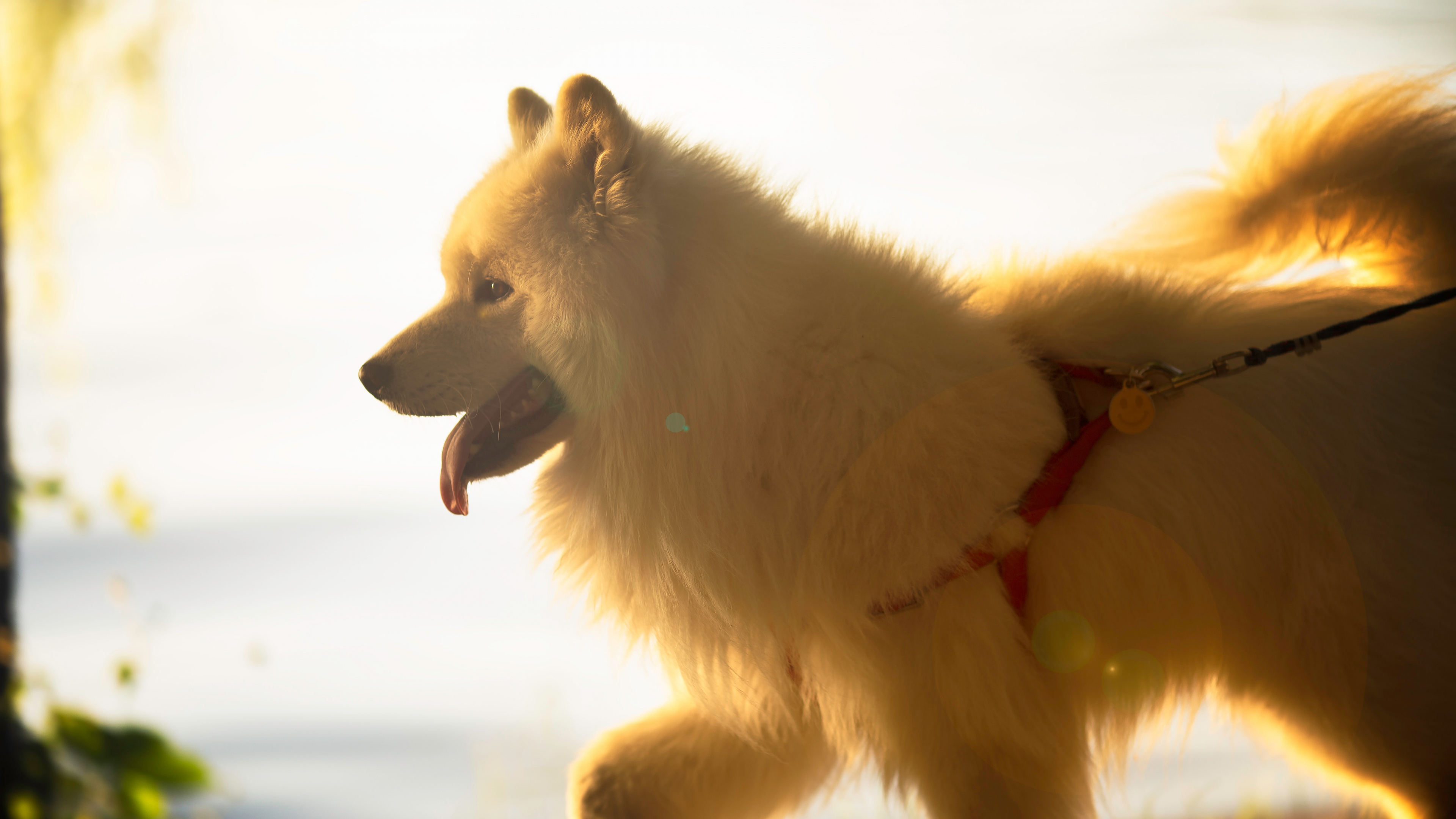 {波美拉尼亚, 德国斯皮茨, 德国斯皮茨克莱恩, 施皮茨, spitz 4K Ultra HD 壁纸，3840x2160 动物 图片，桌面背景和图片。
