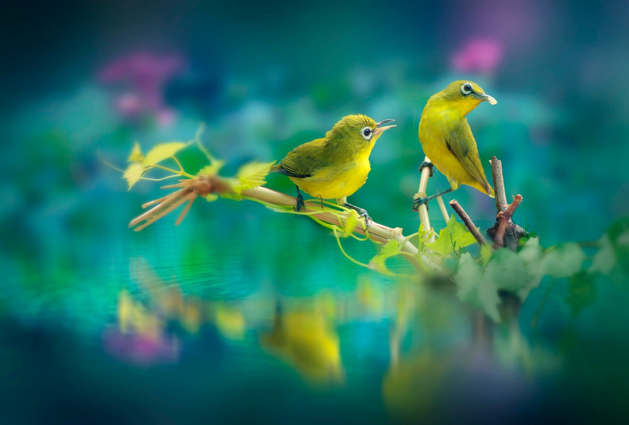 Beautiful Yellow Birds