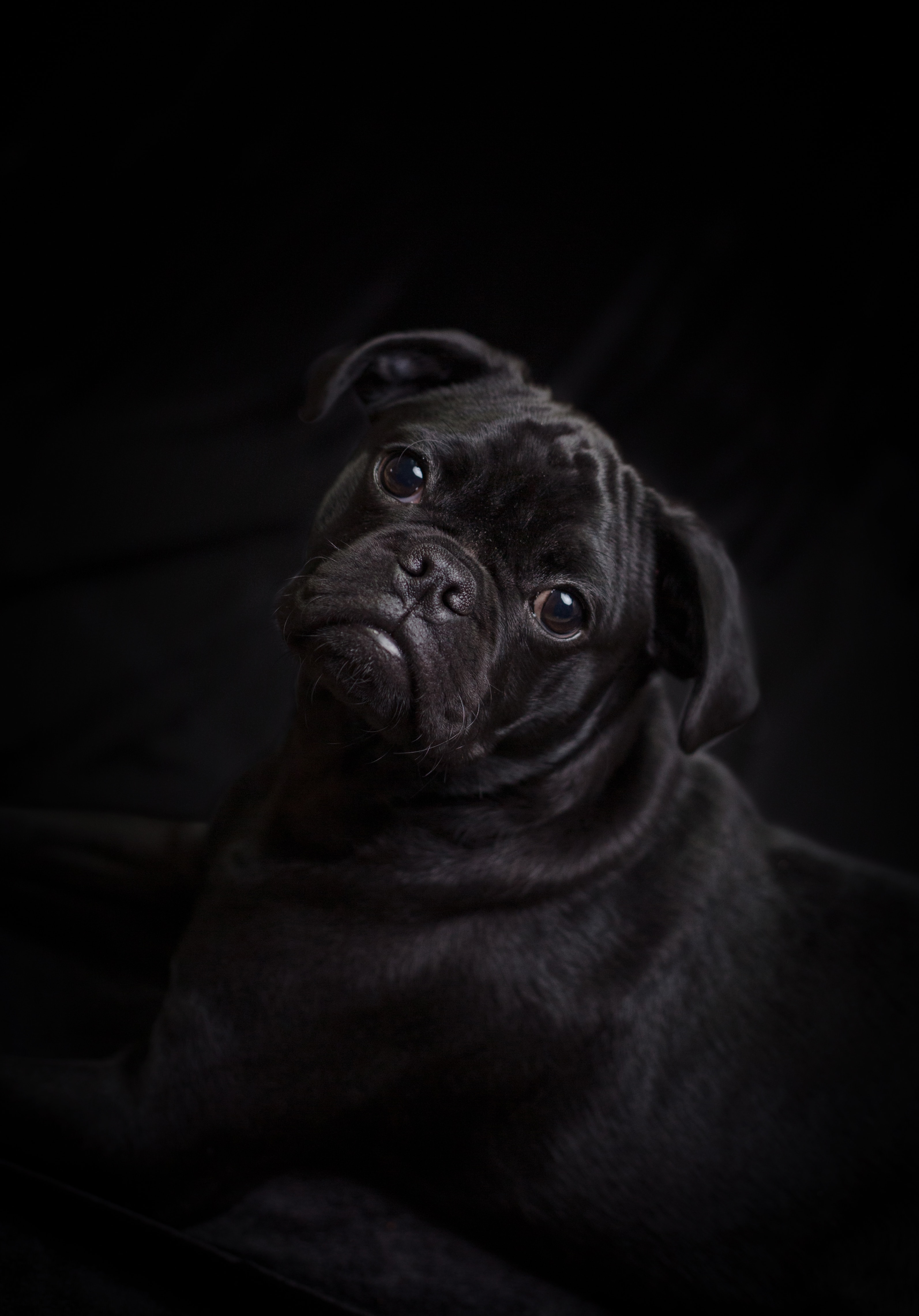 Lindo Fondo De Pantalla De Perro Negro