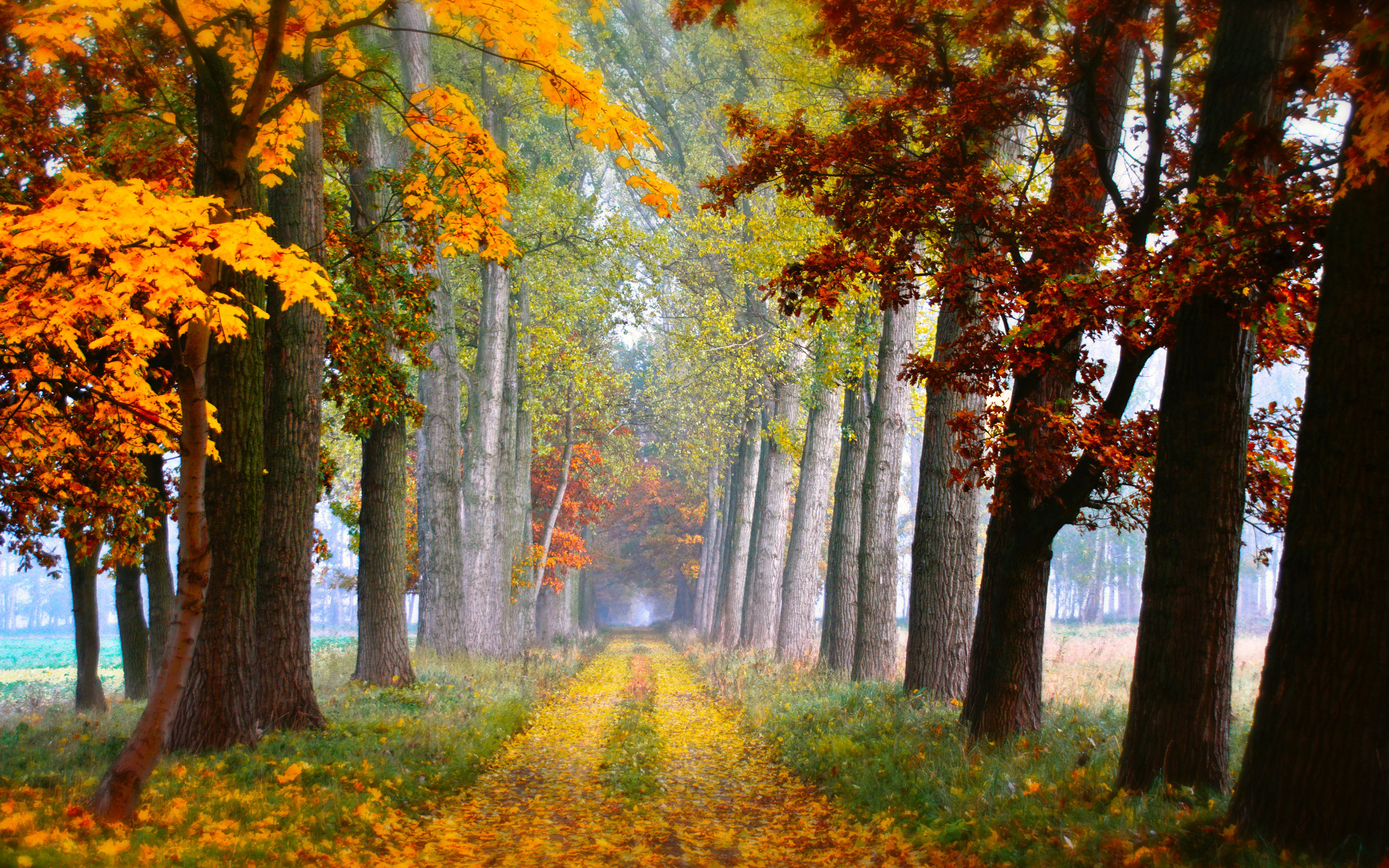 Yellow Trees And Grass Wallpapers