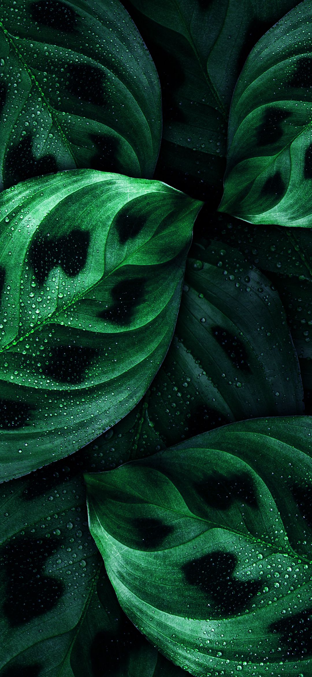 nokia mobile wallpapers