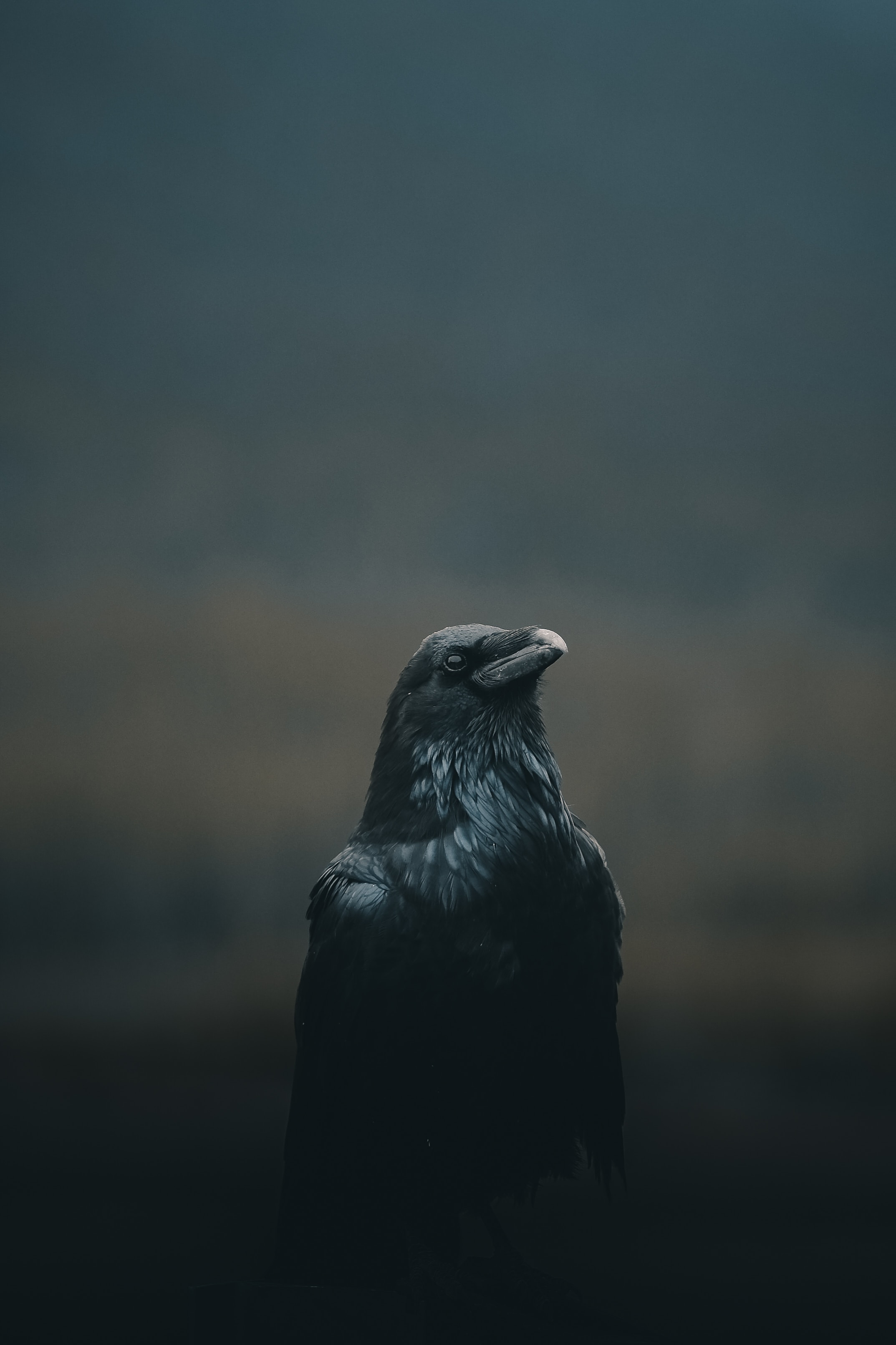 Wallpaper Fondos De Pantalla De Cuervos