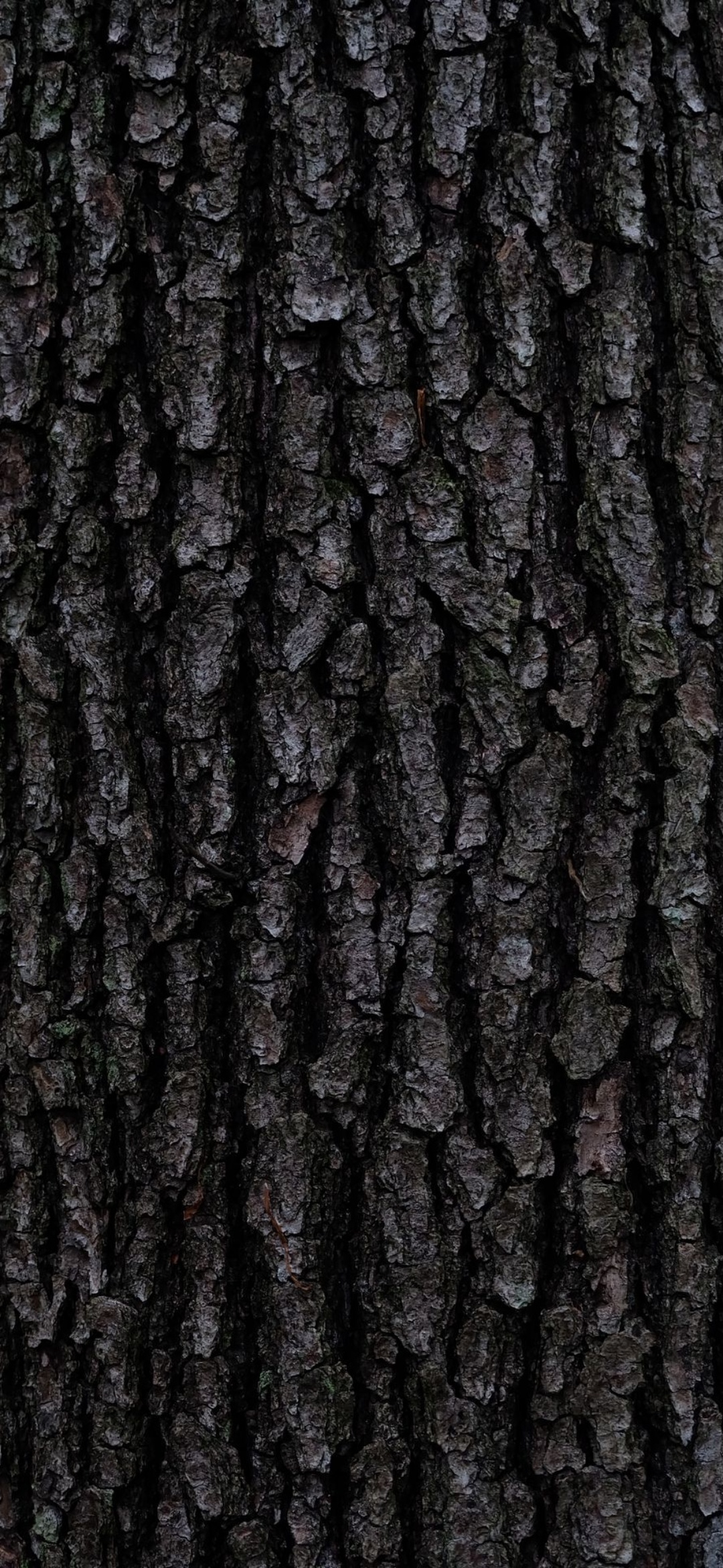 black tree bark