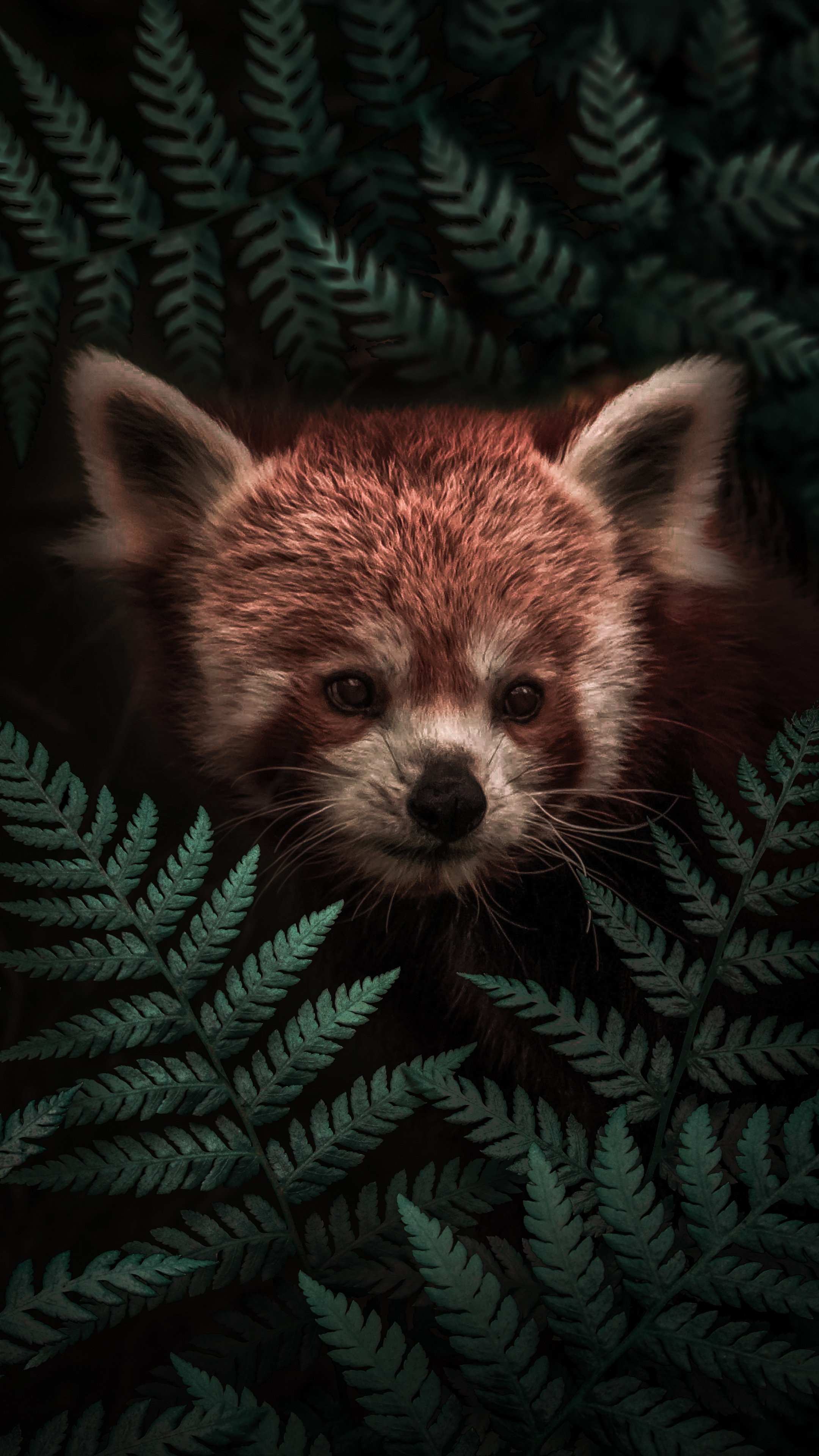 Hiding Red Panda Wallpaper from wallspic.com [2160x3840] : r/Wallspic ...